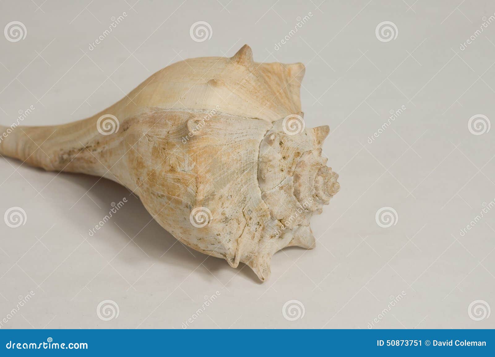 Sea shell stock image. Image of large, skeleton, design - 50873751