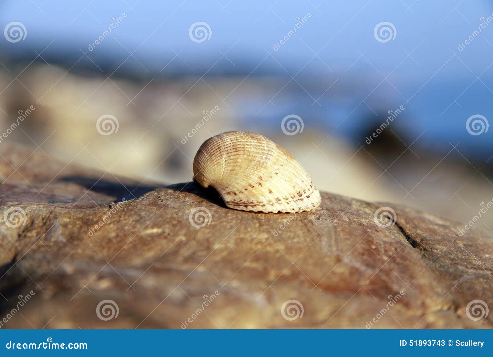Sea Shell Laying on the Stone Near the Seashore Stock Image - Image of ...
