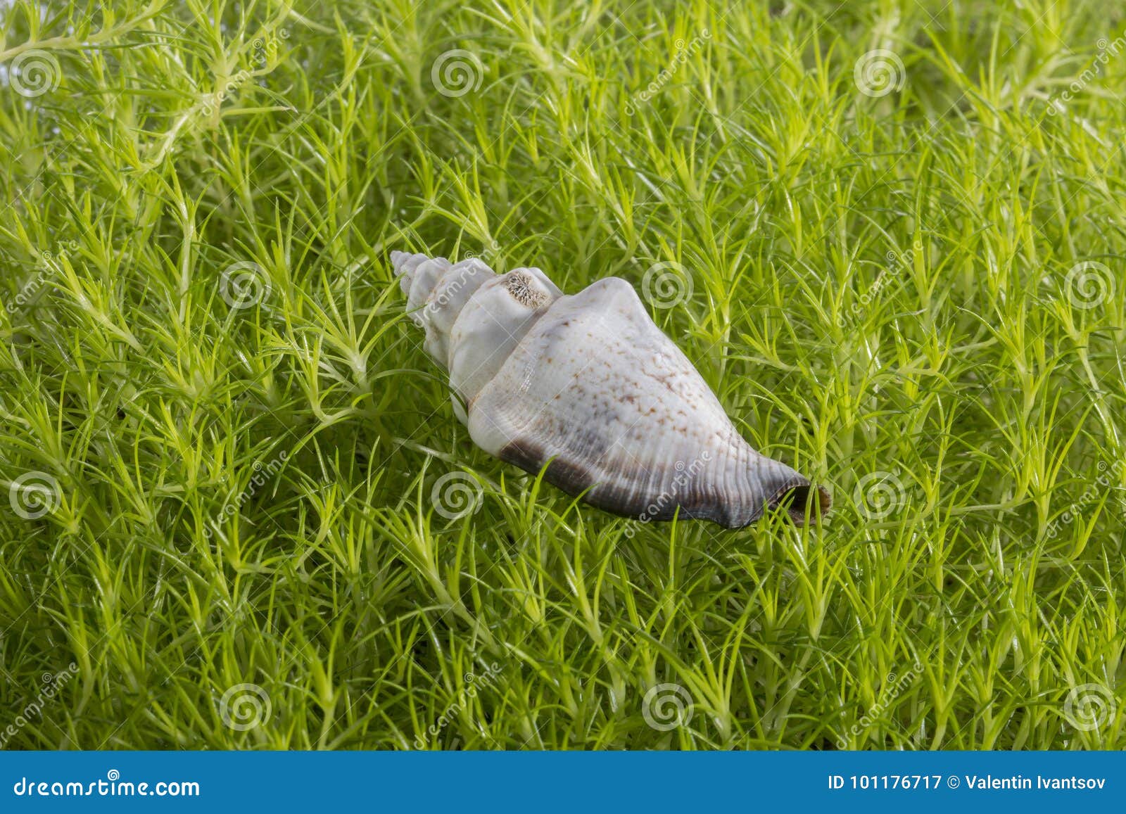 The Sea Shell Lies on the Branches of a Green Plant Stock Image - Image ...