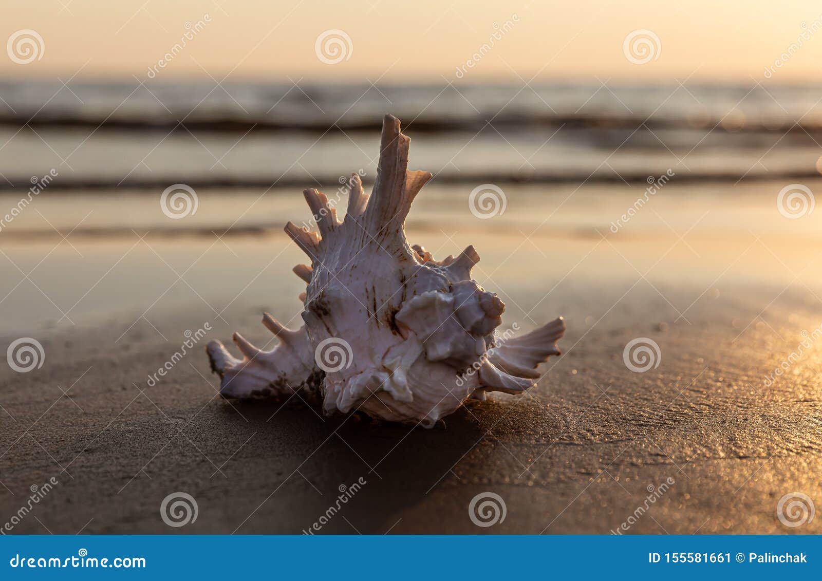 Sea Shell Lies on the Sandy Beach Stock Image - Image of surf, marine ...