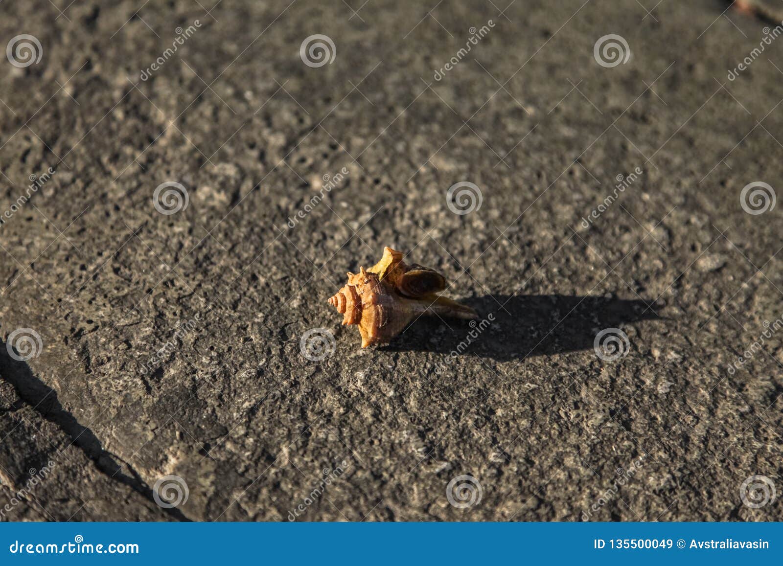 Sea Shell Lying on the Pavement. Decoration Stock Image - Image of ...