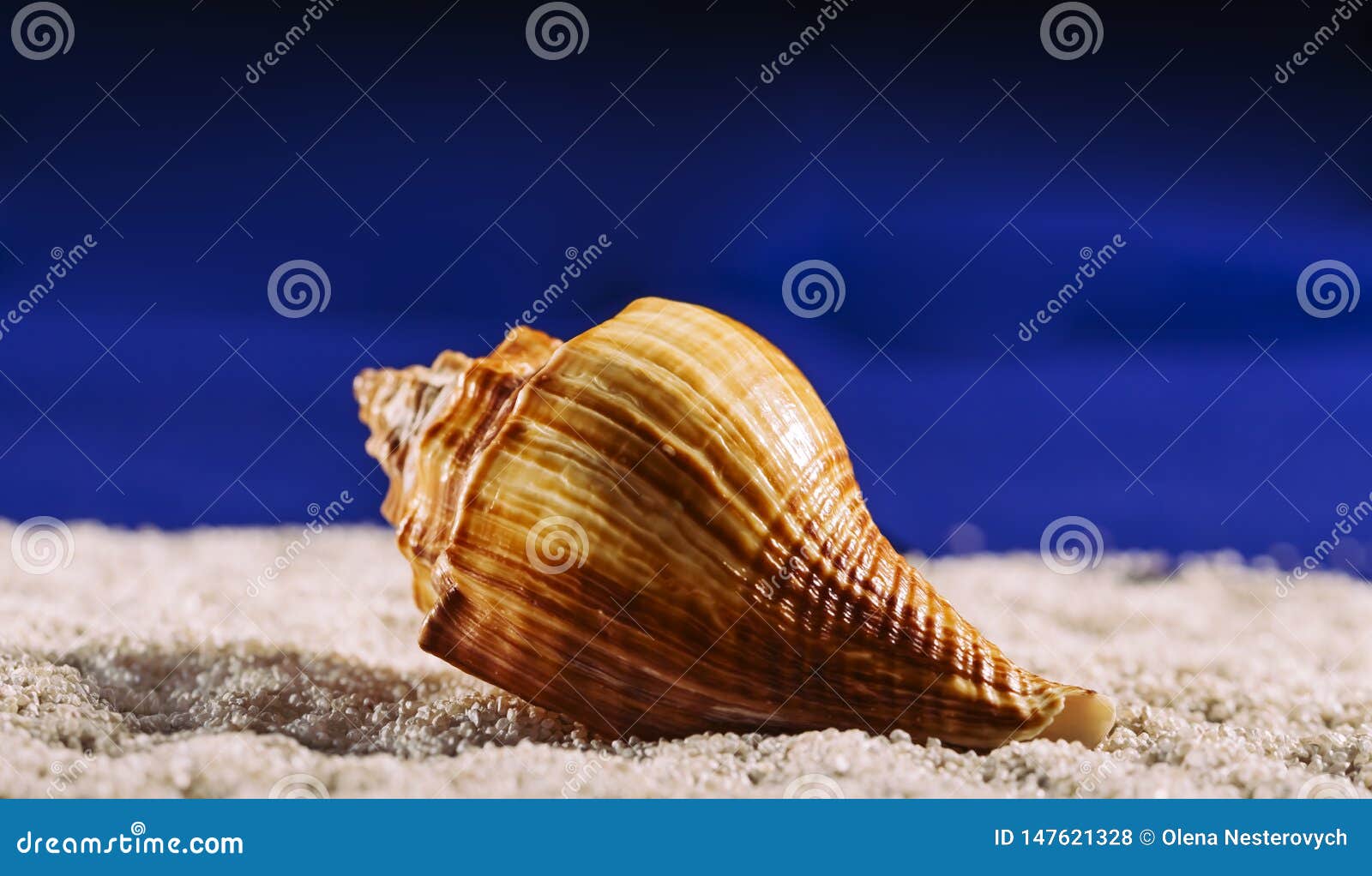 The Sea Shell is Lying on a White Pebble Stock Photo - Image of pebble ...