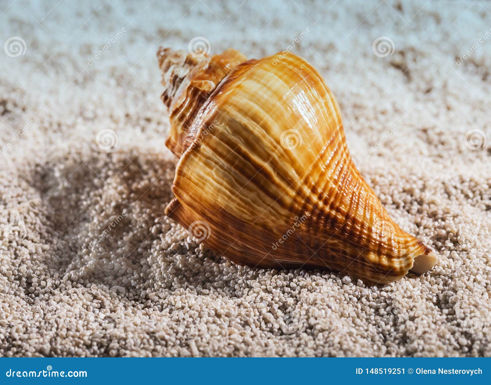 The Sea Shell is Lying on a White Pebble Stock Image - Image of lying ...