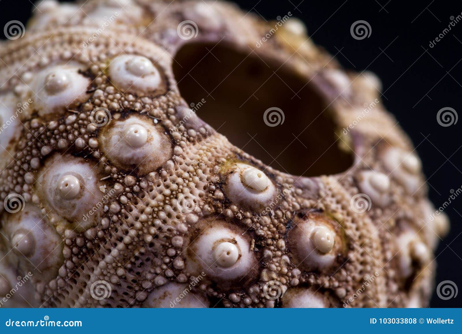 Sea shell macro stock photo. Image of macro, intelligent - 103033808