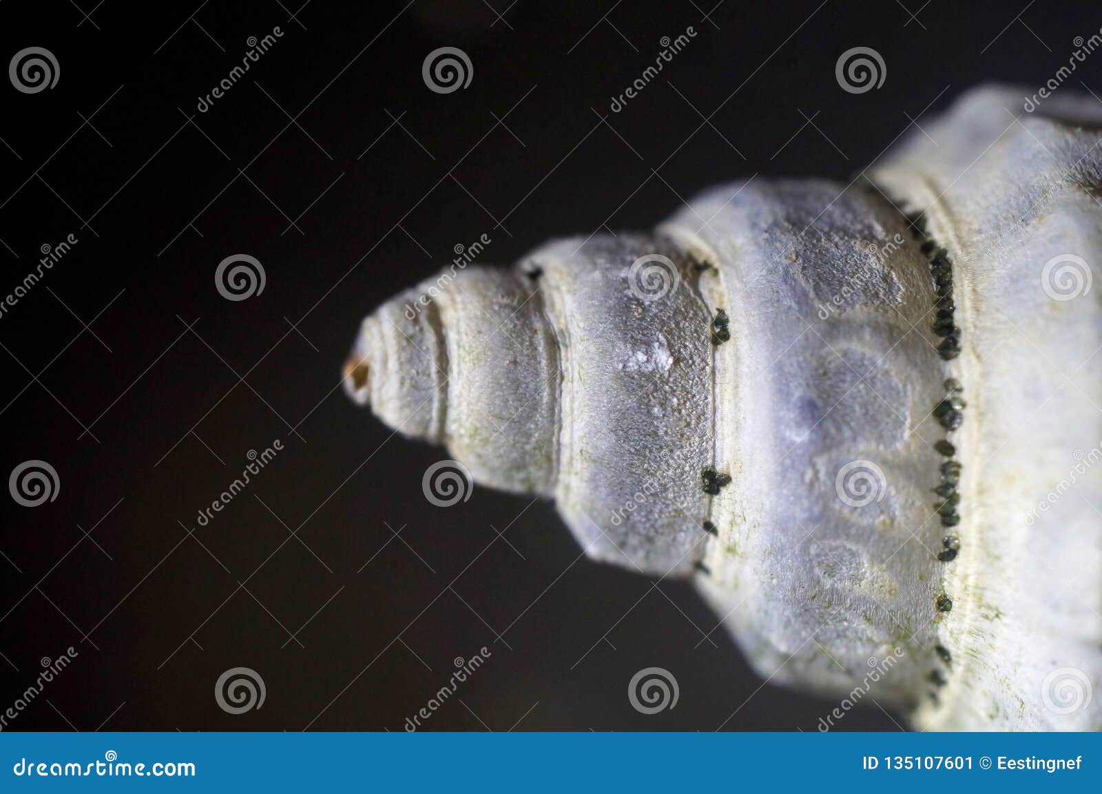 Sea shell. Macro close up stock image. Image of cone - 135107601