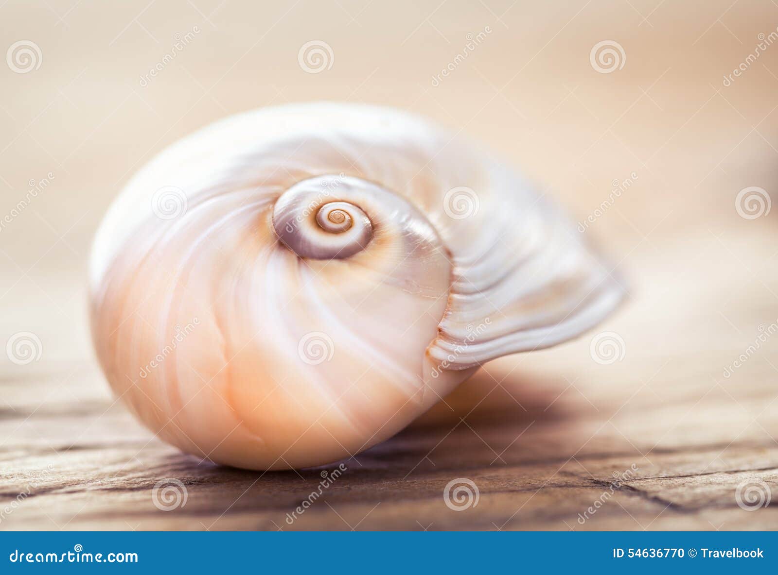 Sea Shell Macro, Close Up.Beach Decoration Still Life. Stock Photo ...