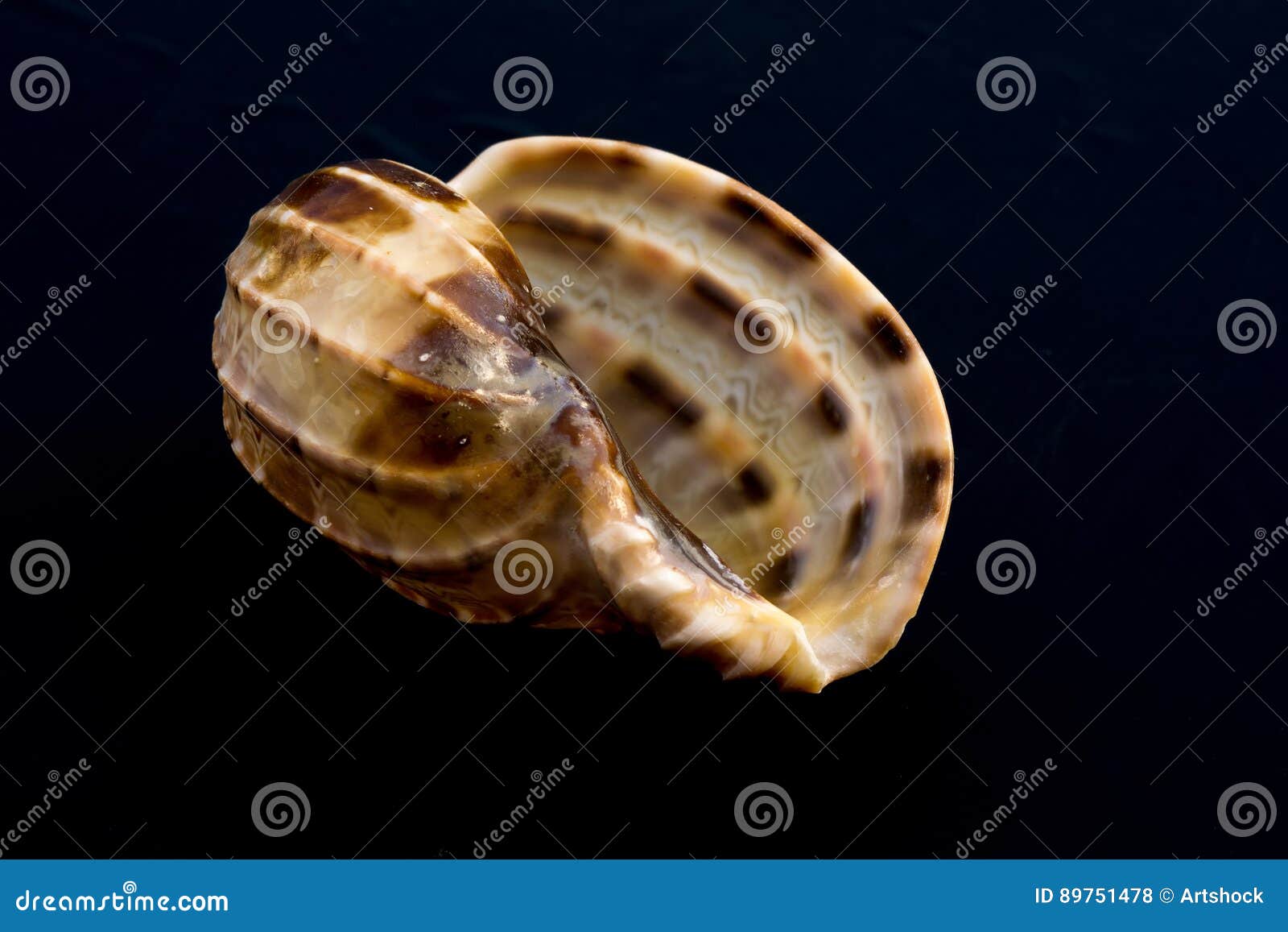 Sea Shell Macro stock photo. Image of souvenir, abstract - 89751478