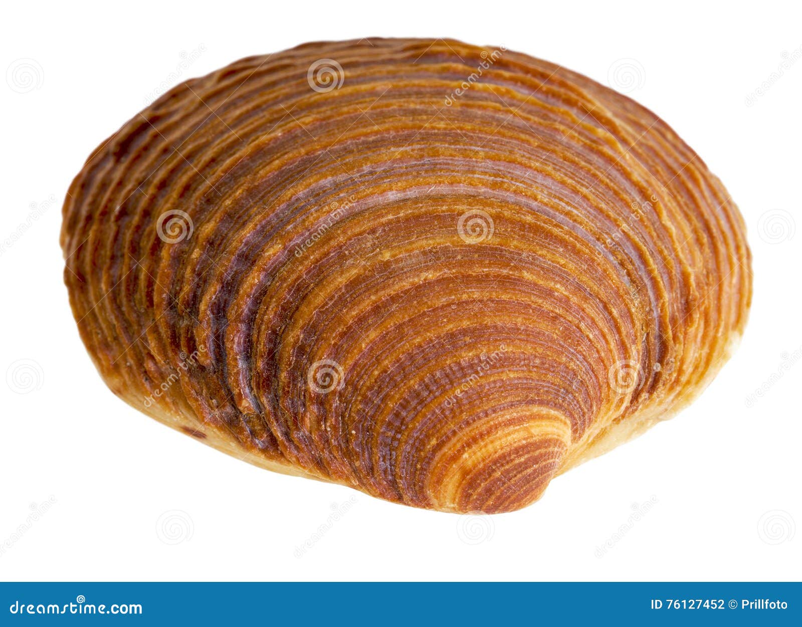 Sea shell macro stock photo. Image of striped, bibelot - 76127452