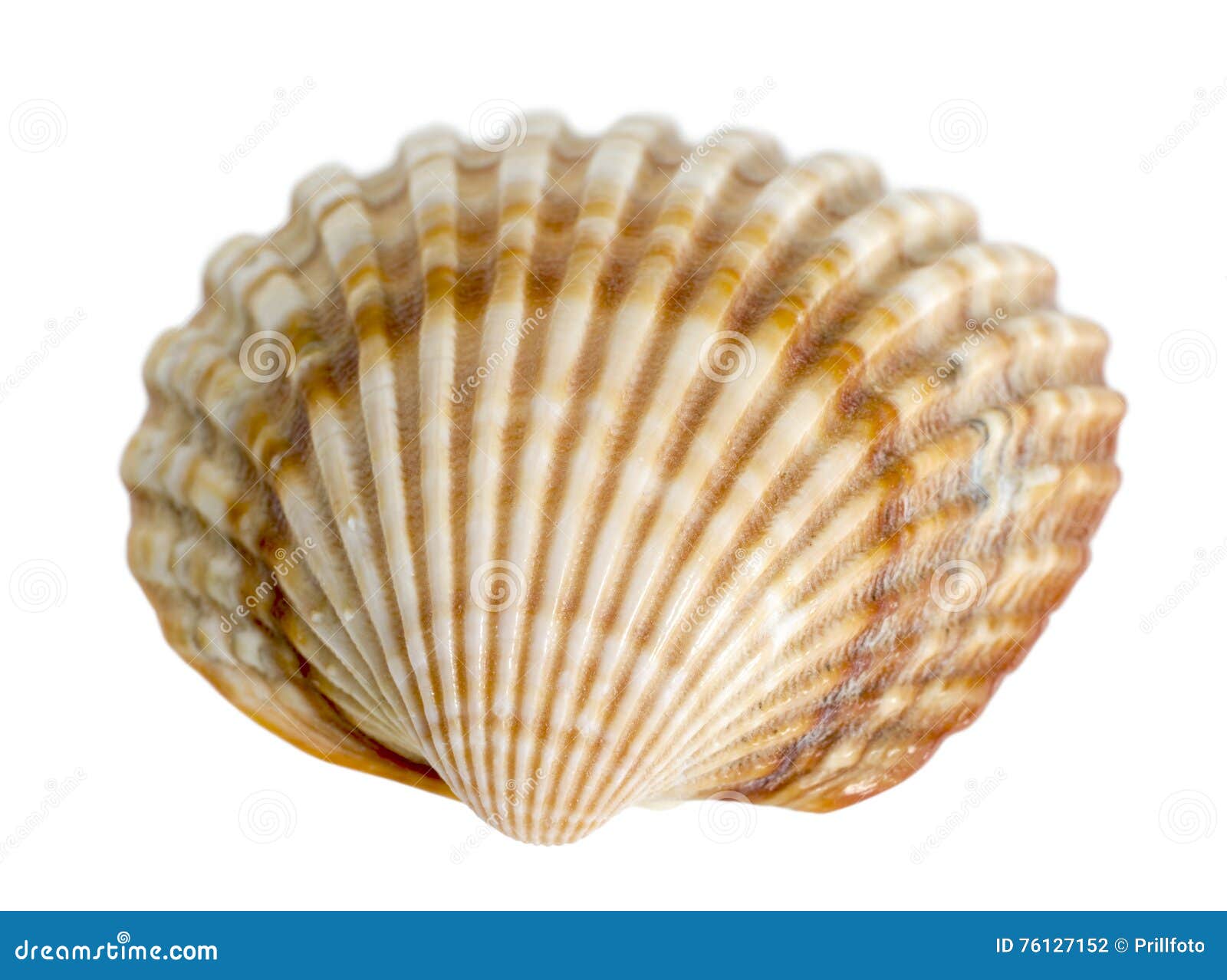 Sea shell macro stock photo. Image of creature, bibelot - 76127152