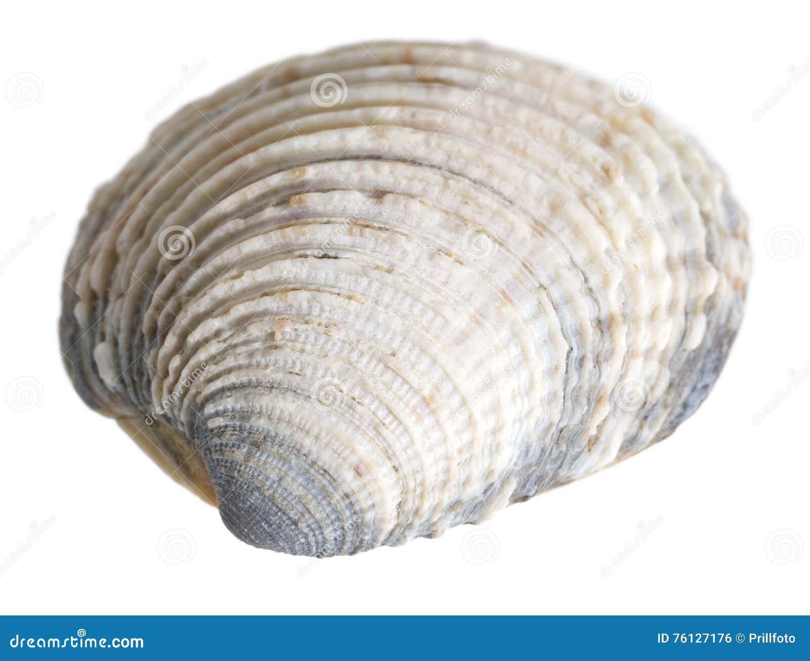 Sea shell macro stock photo. Image of marine, mollusk - 76127176