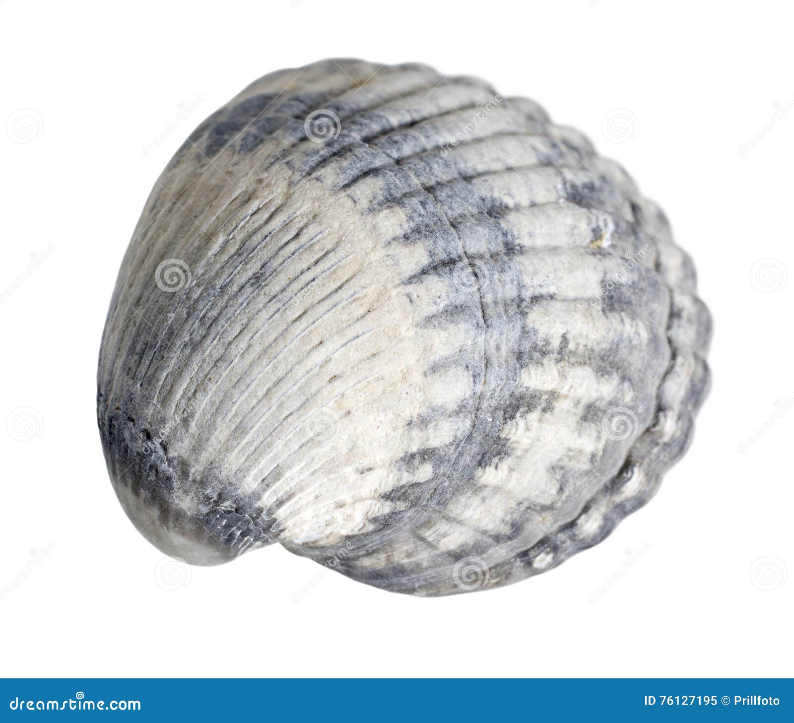 Sea shell macro stock image. Image of aquatic, closeup - 76127195