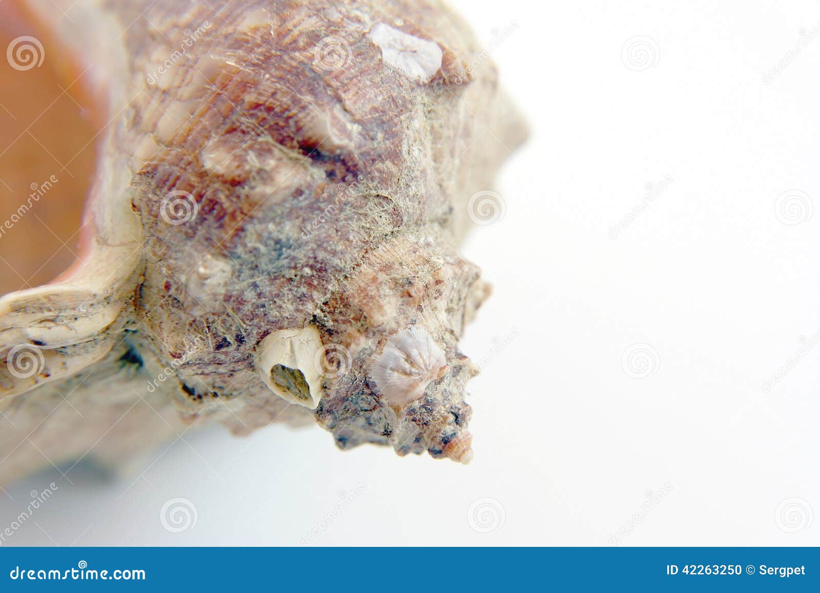 Sea Shell Macro View Texture Stock Photo - Image of shape, tropical ...