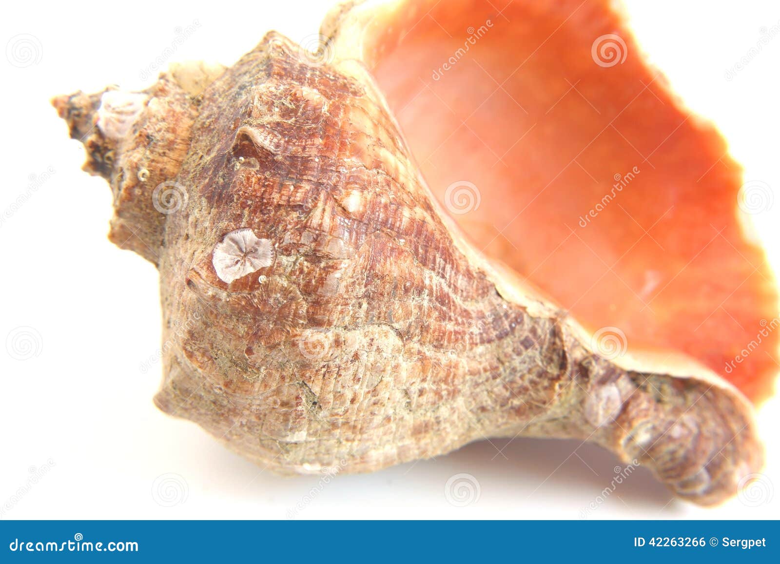 Sea Shell Macro View Texture Stock Photo - Image of spiral, creature ...