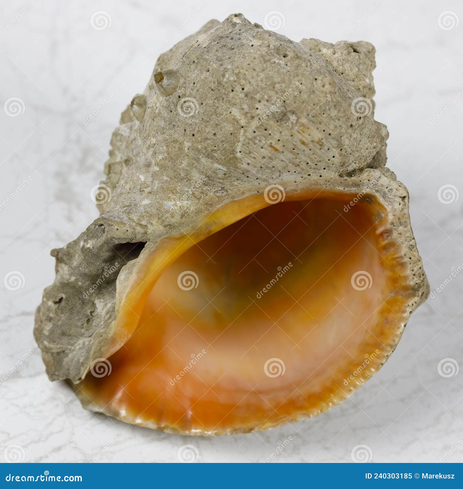 Sea Shell on a Marble Background Stock Image - Image of detail, close ...