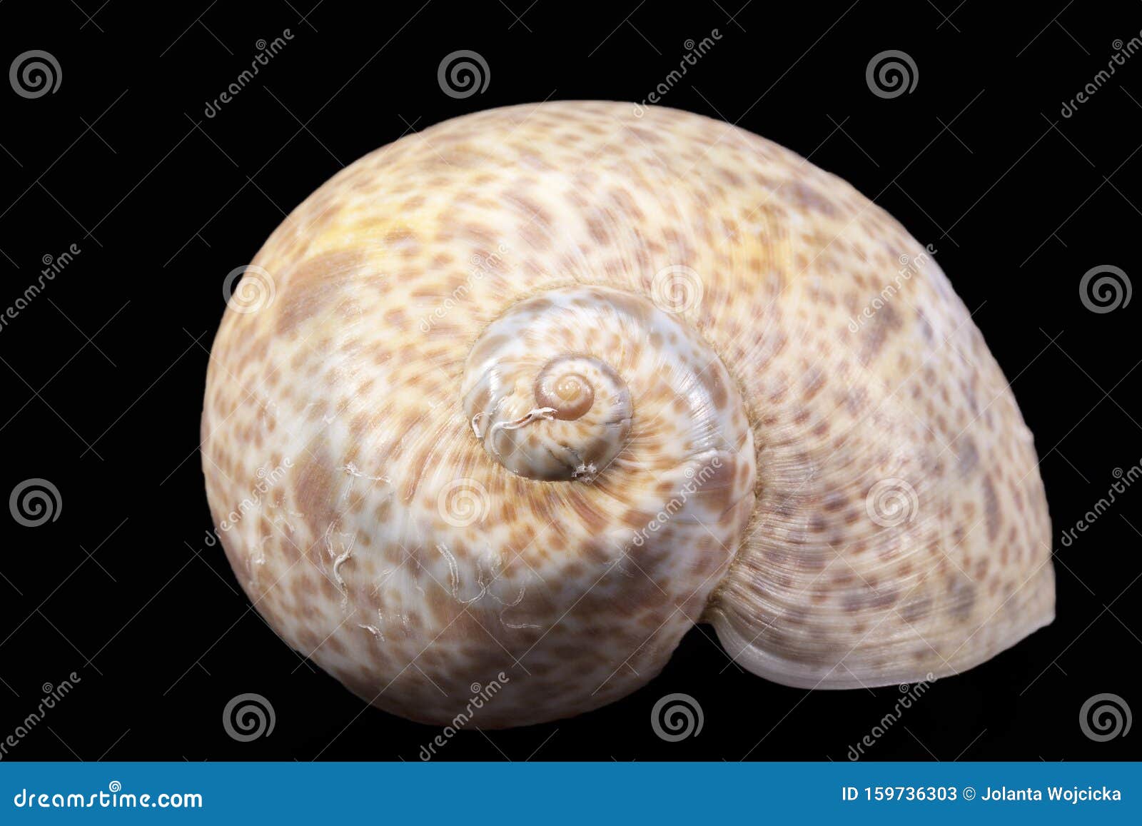 Sea Shell of Marine Snail Isolated on Black Background, Close Up Stock ...