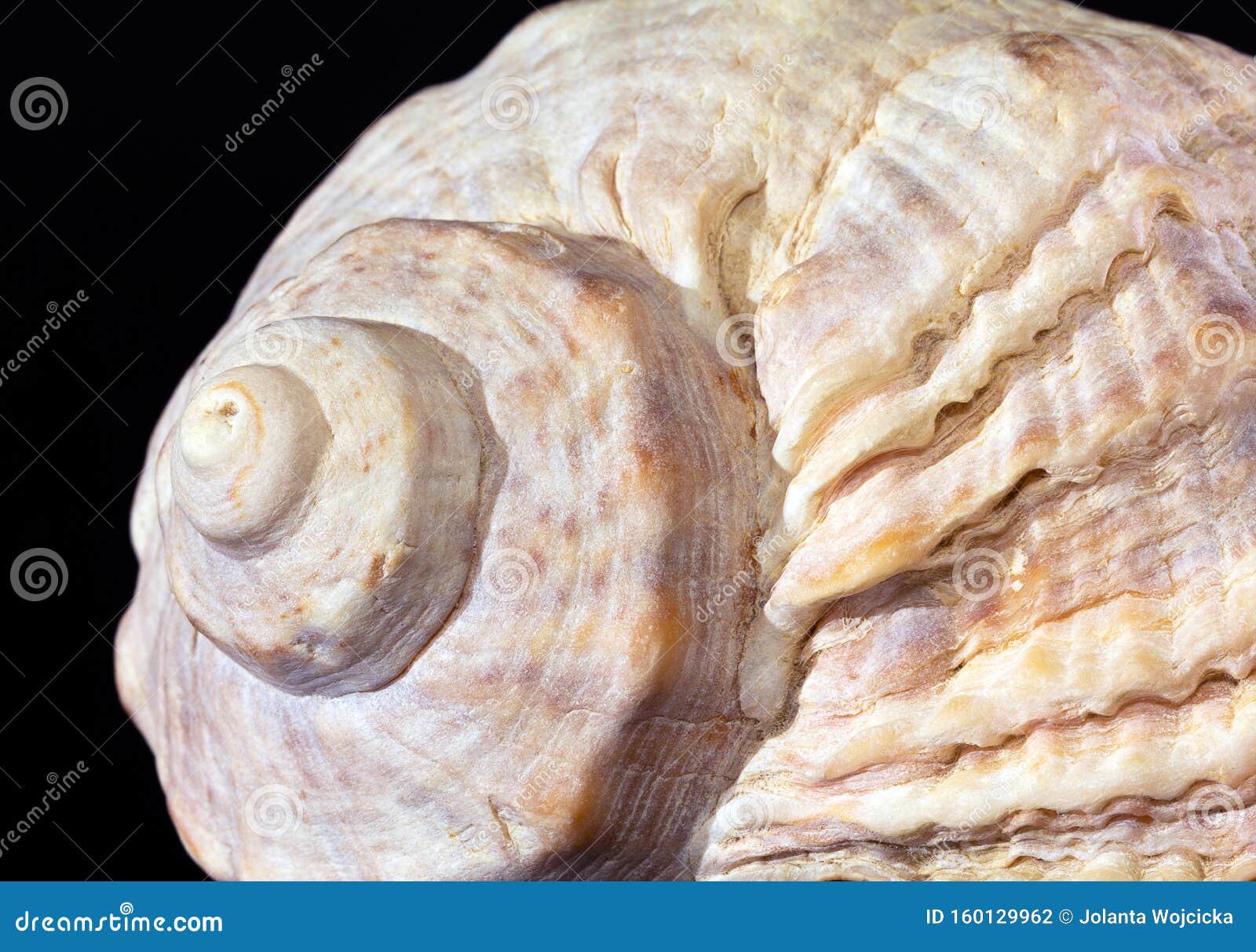 Sea Shell of Marine Snail Isolated on Black Background, Close Up Stock ...