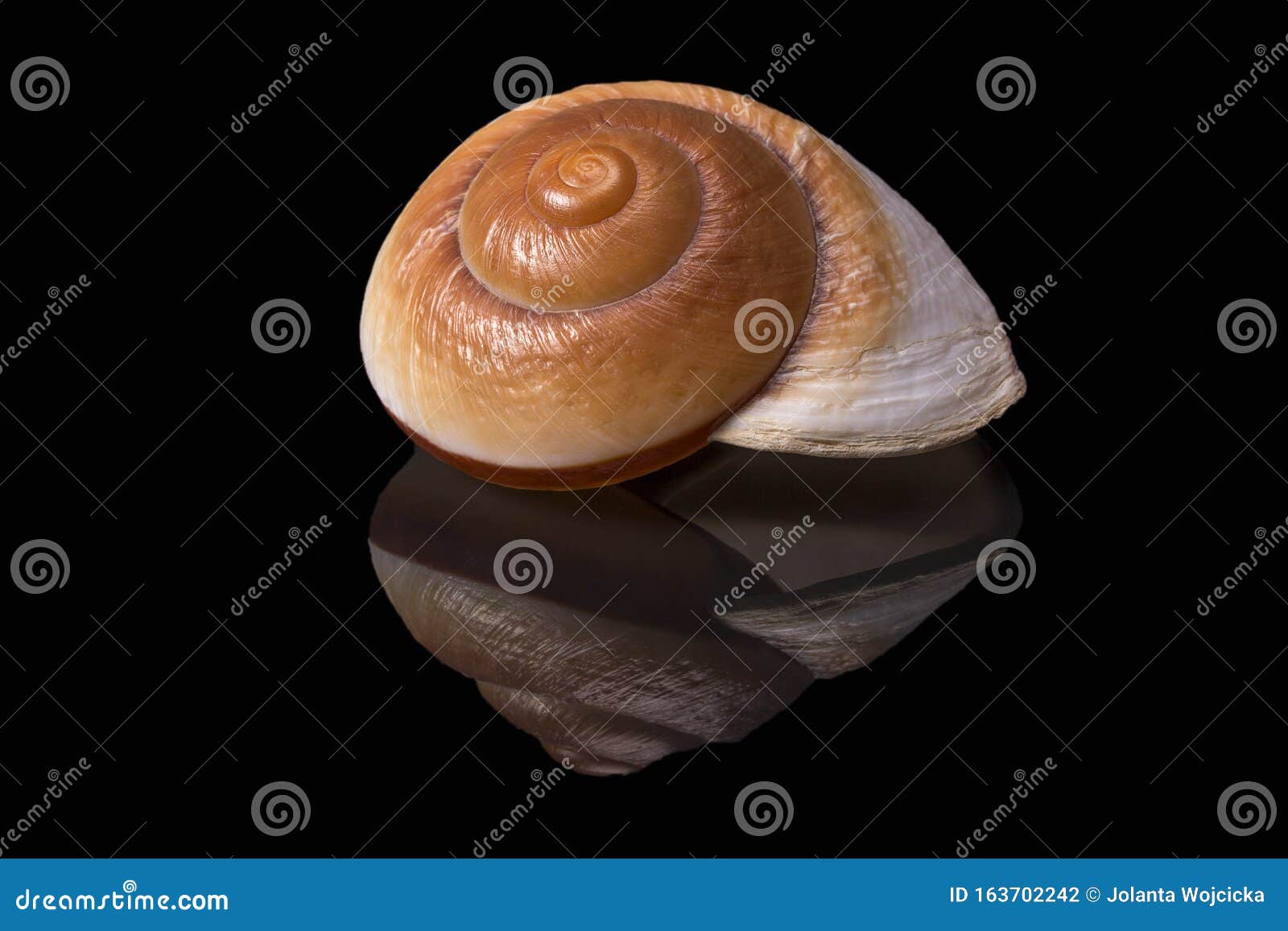 Sea Shell of Marine Snail Isolated on Black Background, Reflection ...