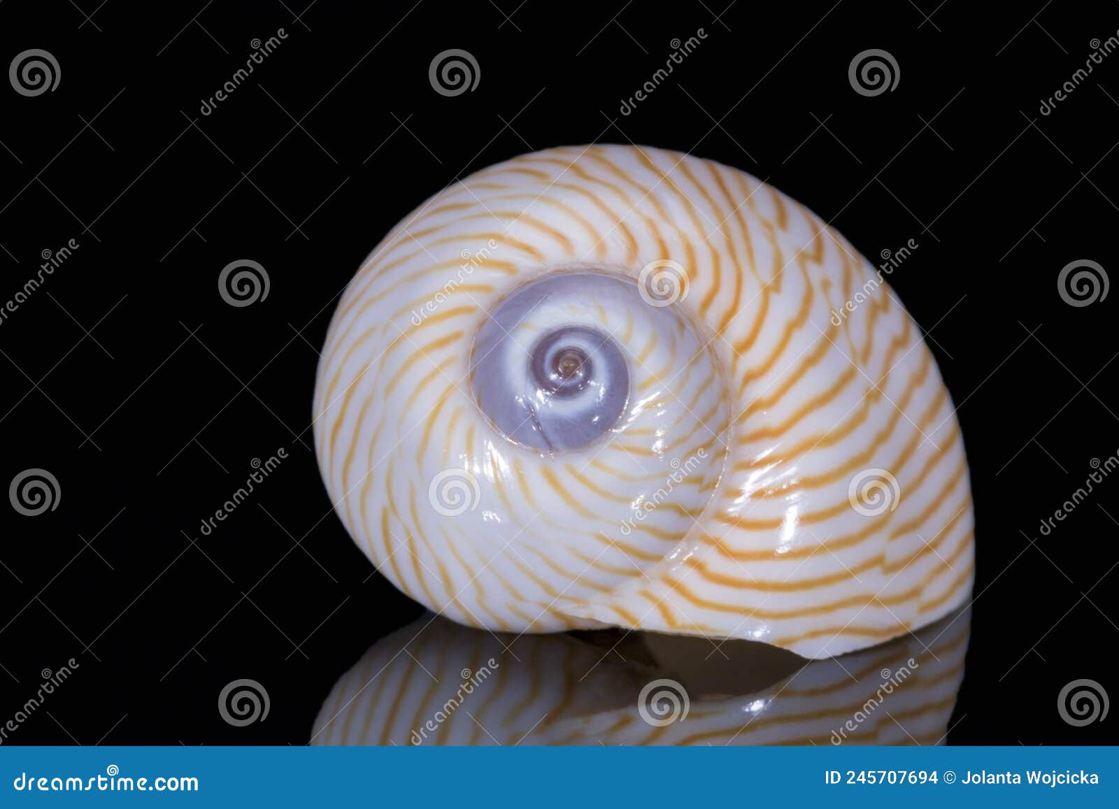 Sea Shell of Marine Snail Isolated on Black Background, Reflection ...