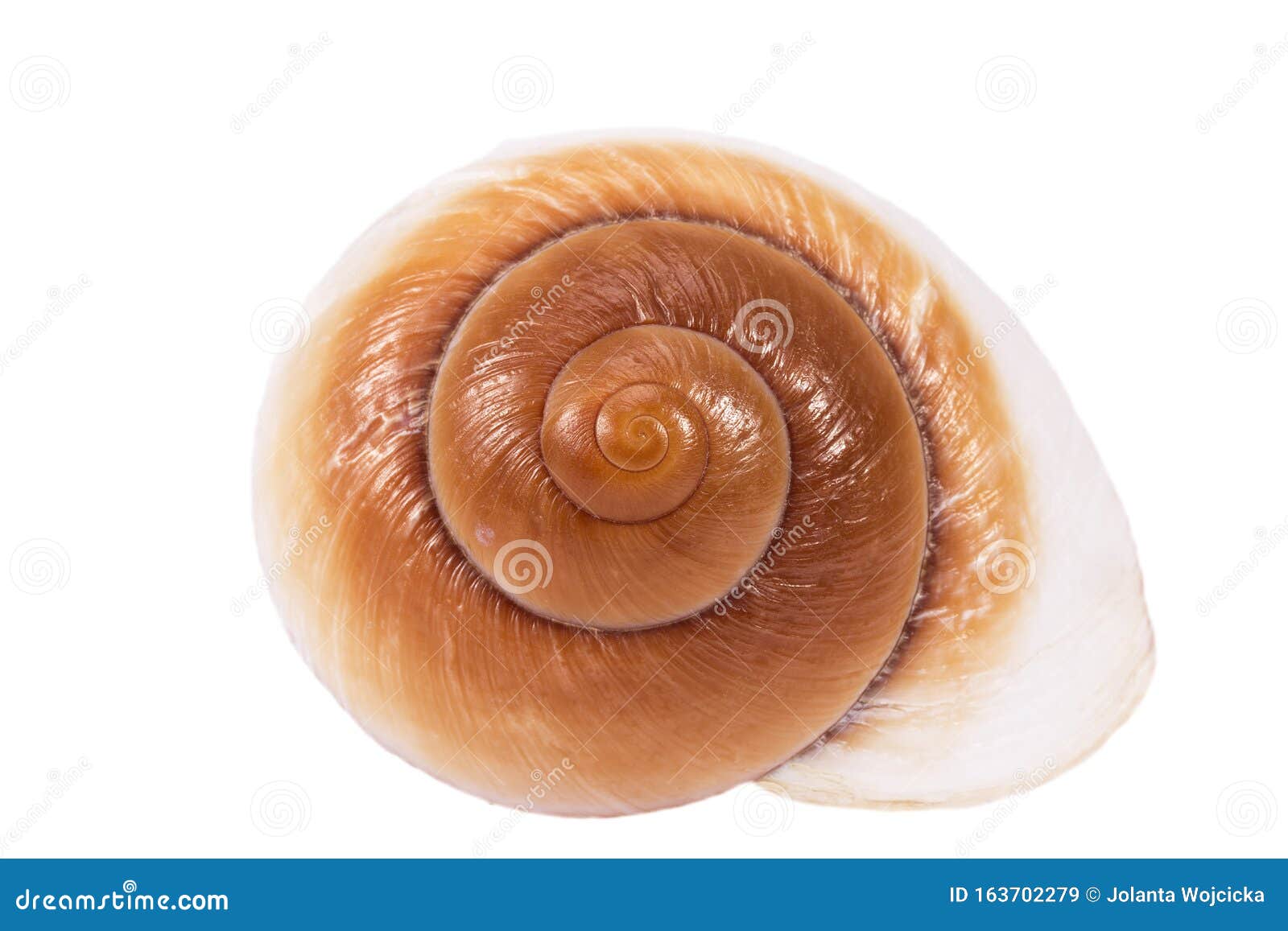 Sea Shell of Marine Snail Isolated on White Background, Close Up Stock ...