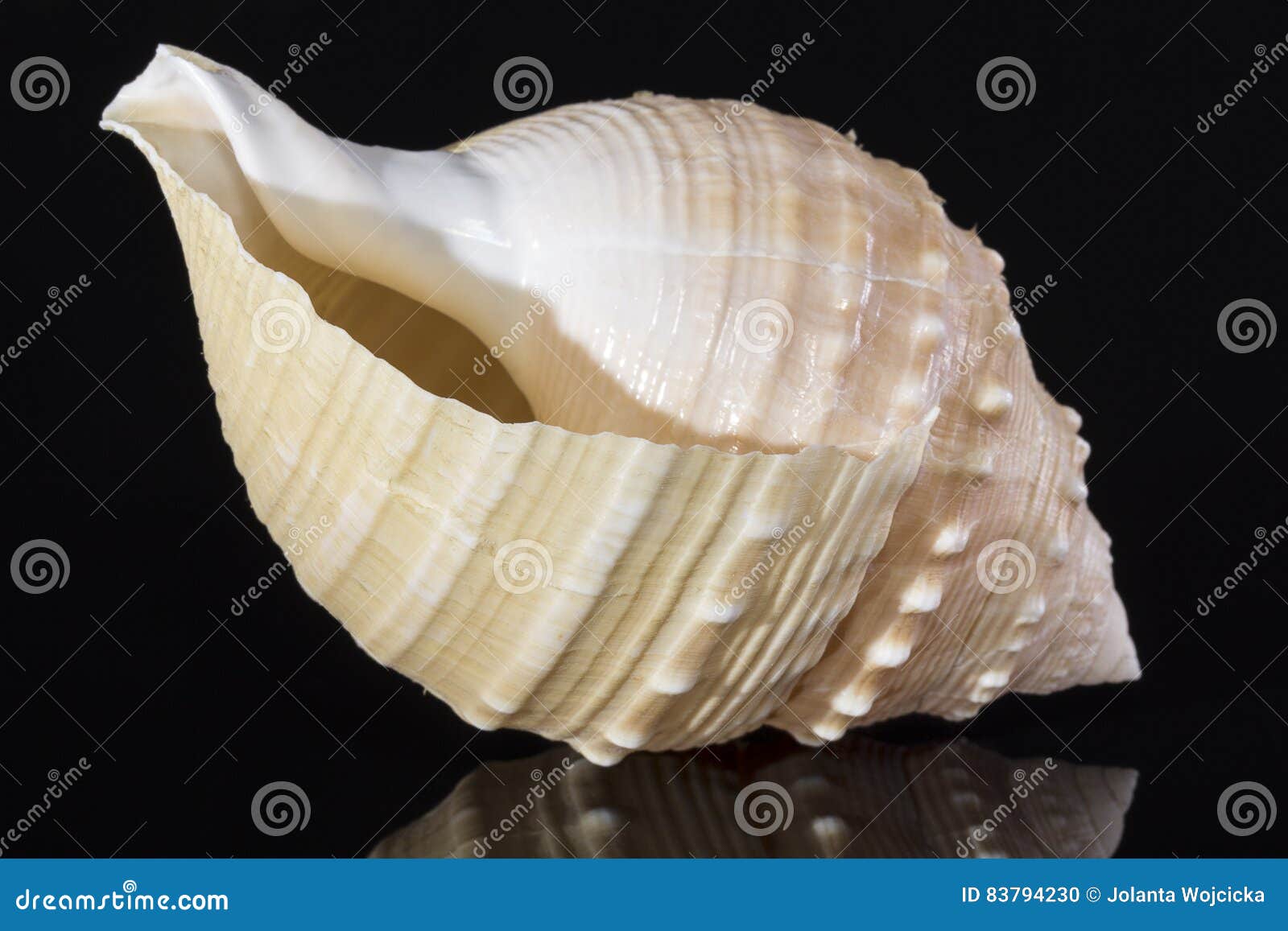 Sea Shell of Marine Snails Isolated on Black Background Stock Photo ...
