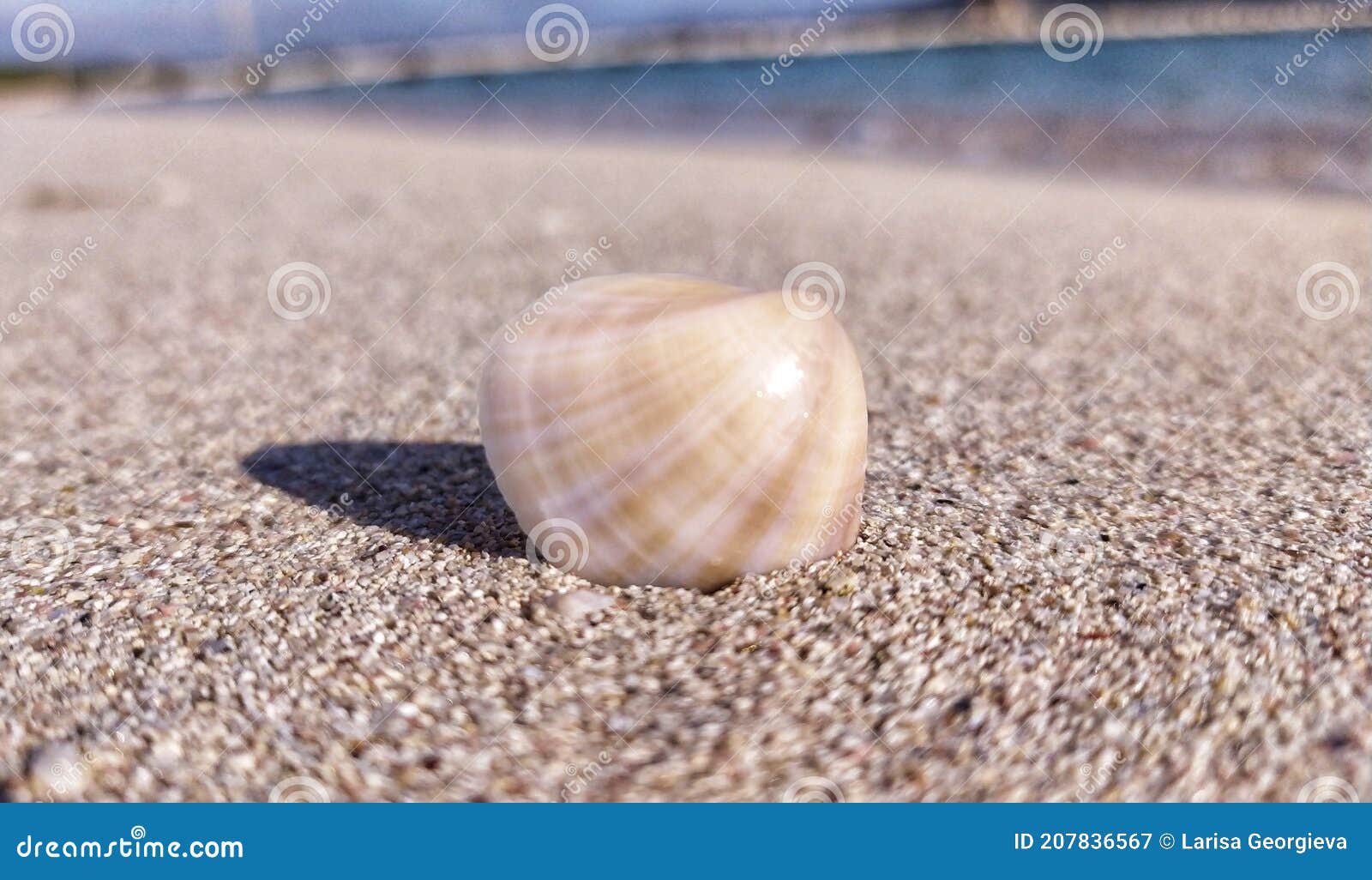 Sea Shell Nature Sands Relax Stock Image - Image of shell, relax: 207836567
