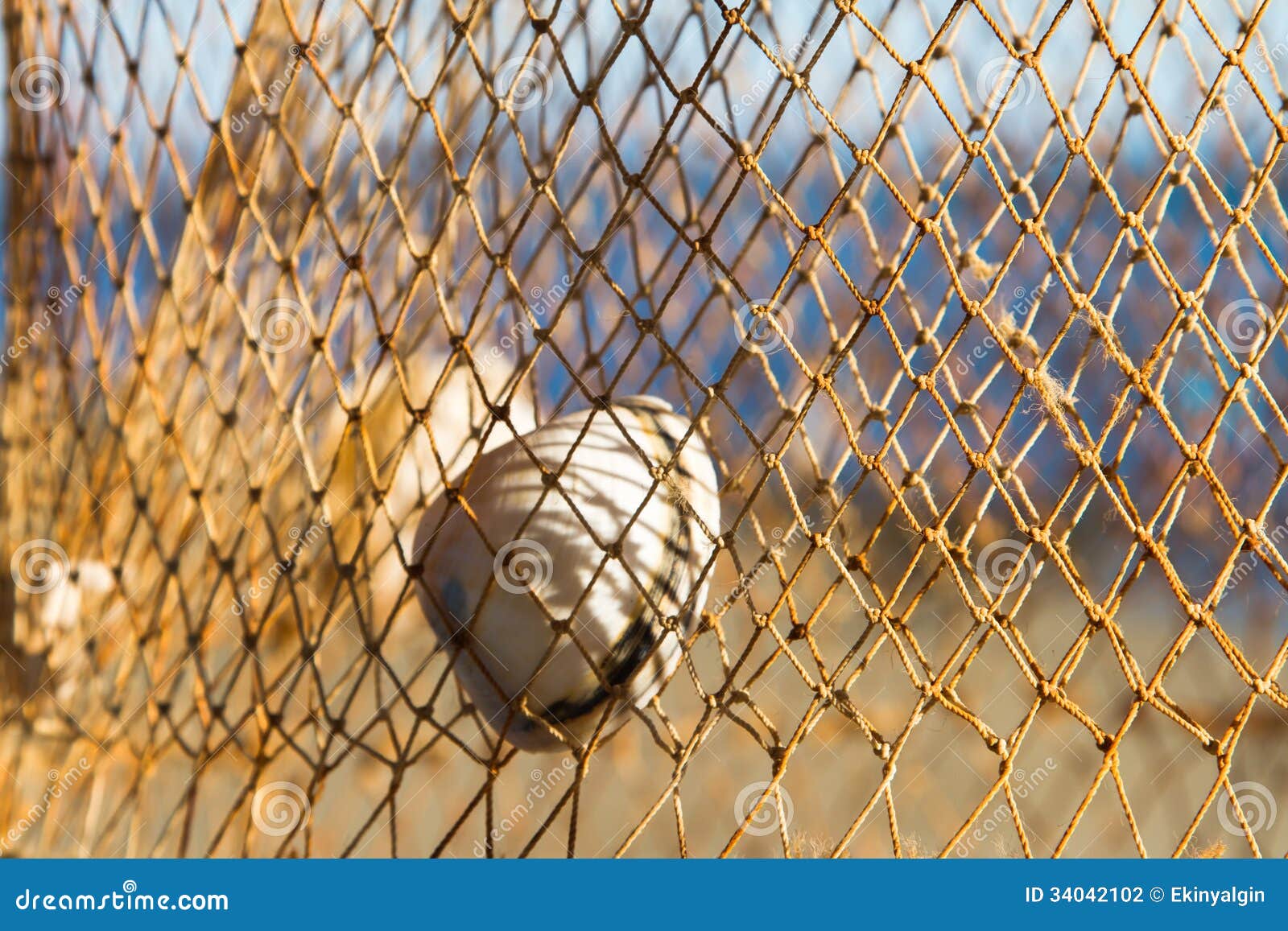 Sea Shell on Net stock photo. Image of fishnet, environment - 34042102