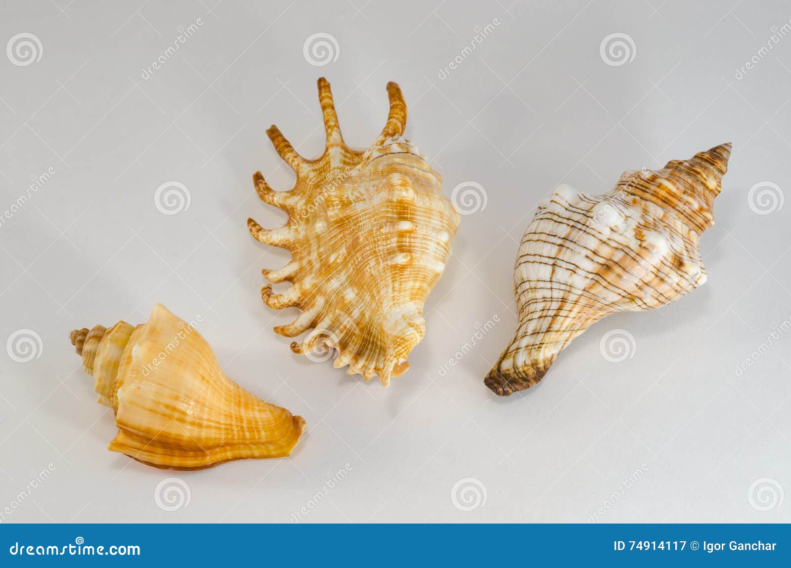 Sea Shell from the Ocean Floor Stock Image - Image of fish, starfish ...