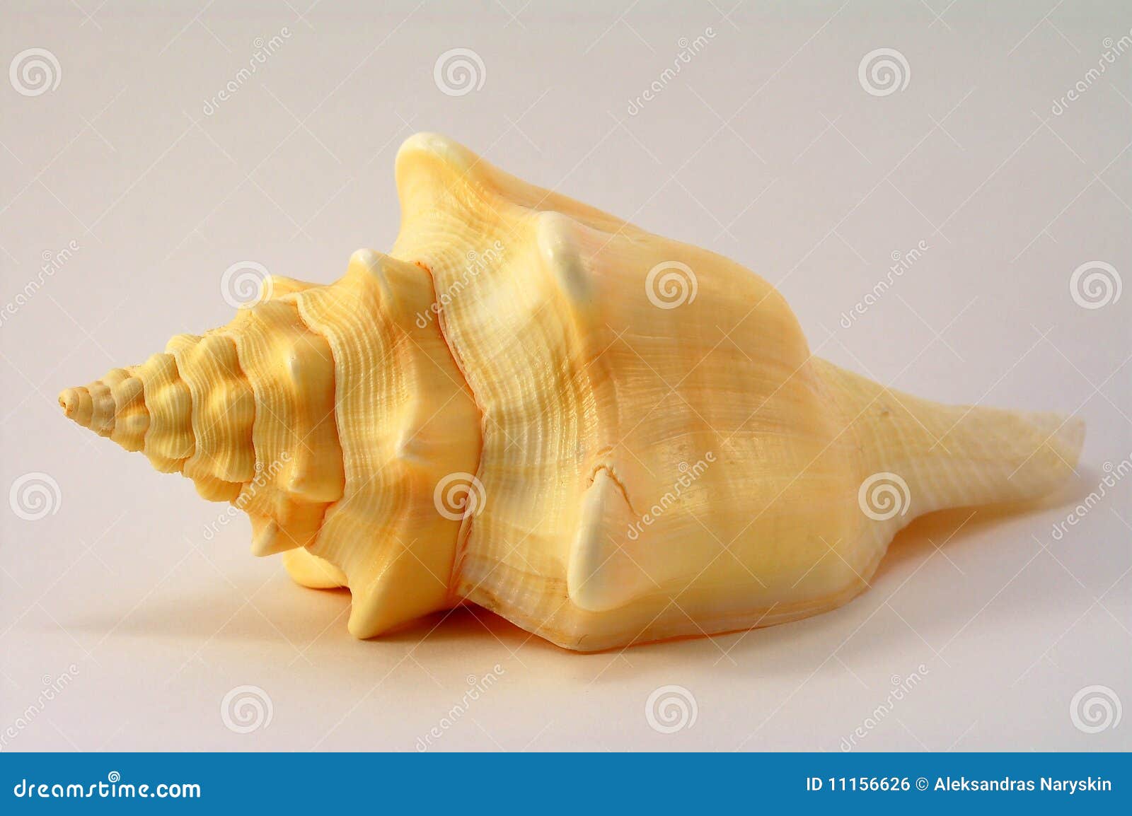 Sea shell from one side stock photo. Image of nature - 11156626
