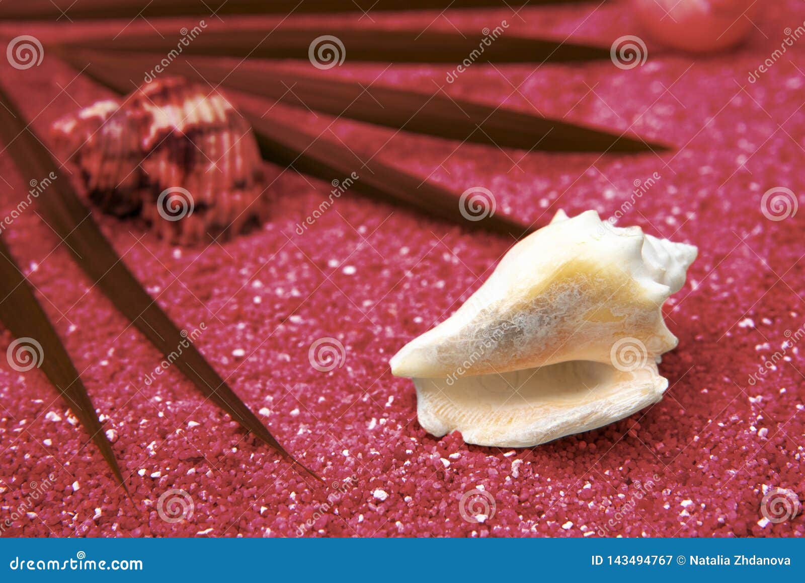 Sea Shell, Palm Leave on Pink Background Stock Image - Image of idyllic ...