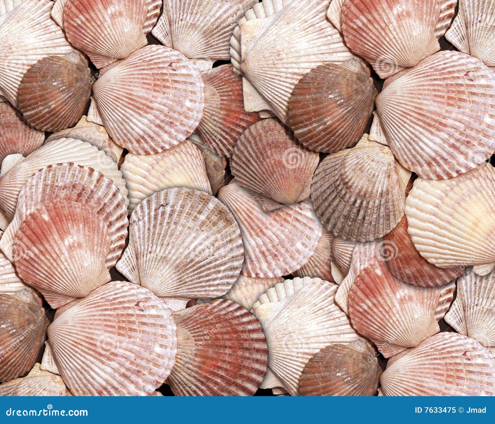 Sea shell pattern stock image. Image of details, detailed - 7633475