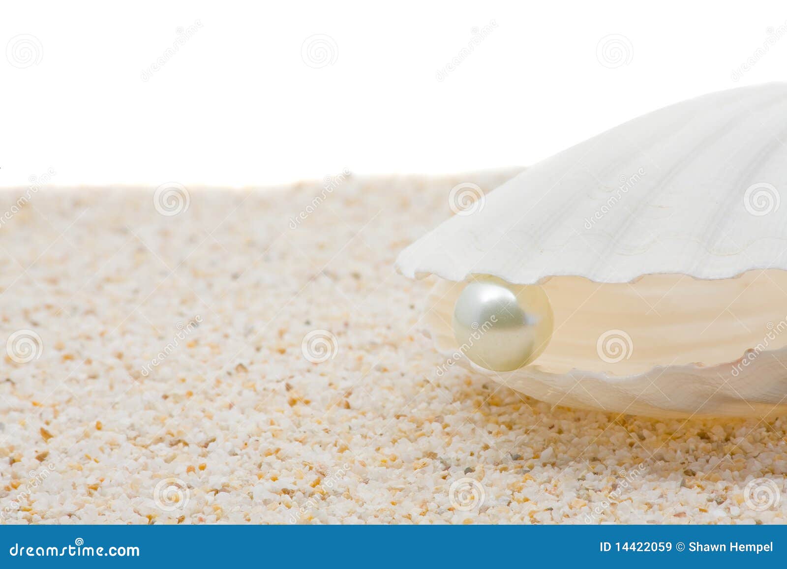 Sea shell with pearl stock image. Image of closeup, beautiful - 14422059
