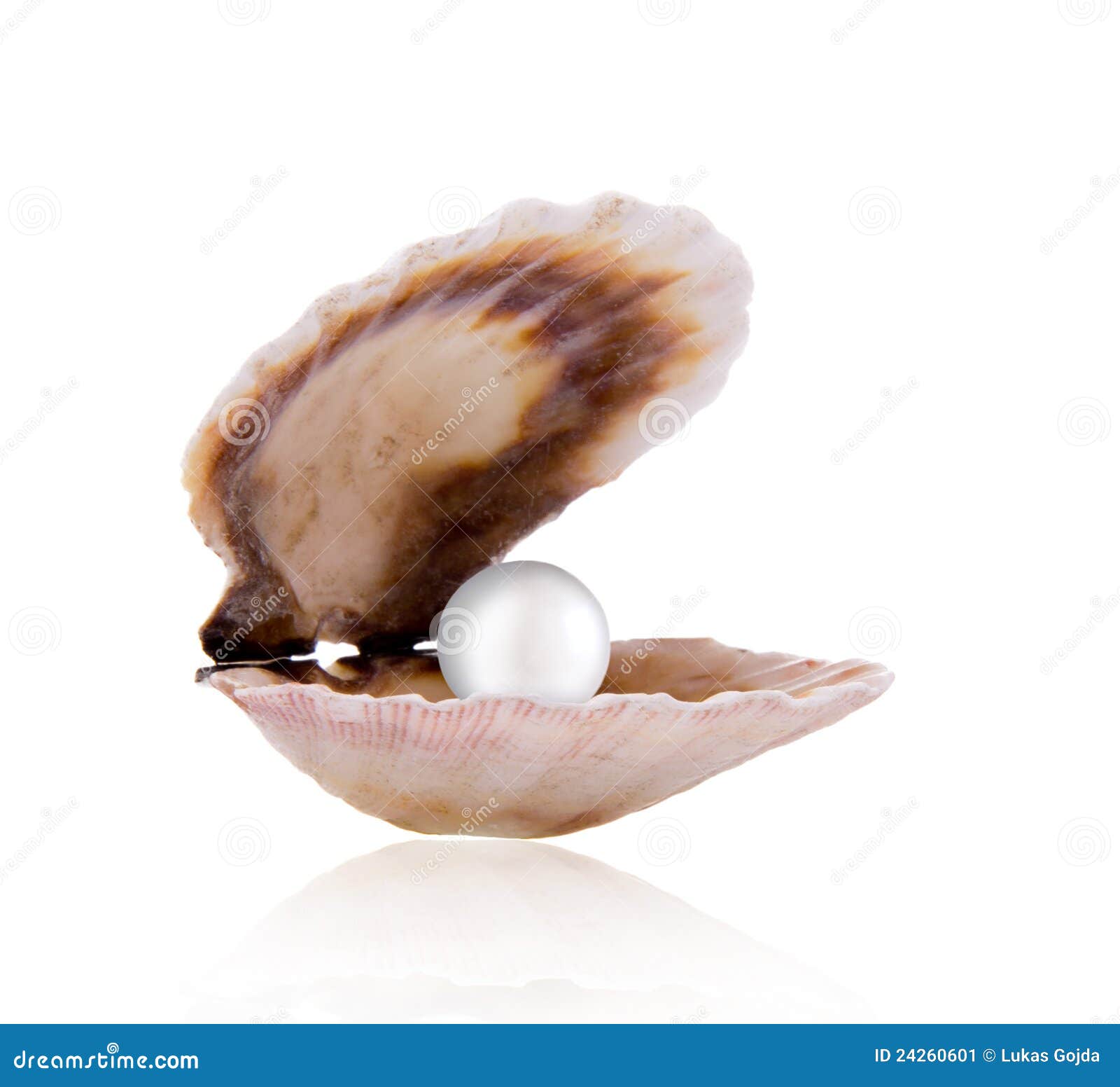 Sea shell with pearl stock image. Image of resort, lagoon - 24260601