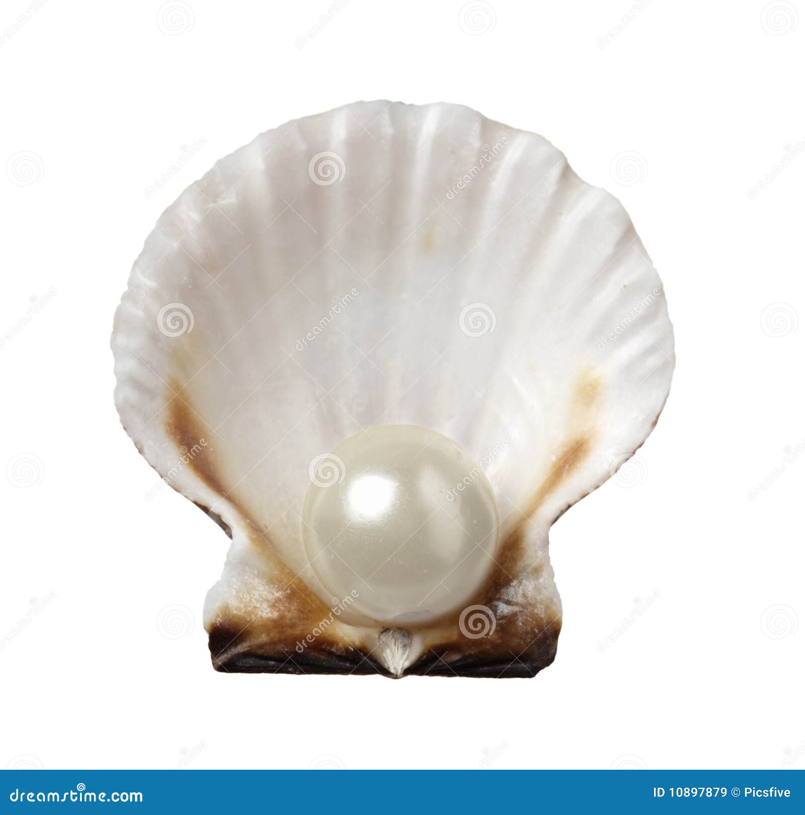 Sea Shell And Pearl Holiday Travel Stock Image - Image of cutout ...