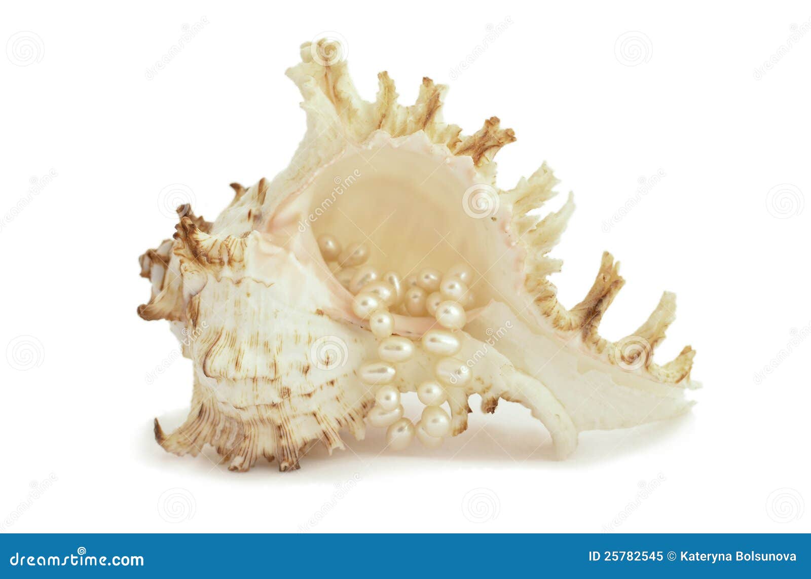 Sea Shell with Pearl Necklace Stock Image - Image of housing, jewelry ...