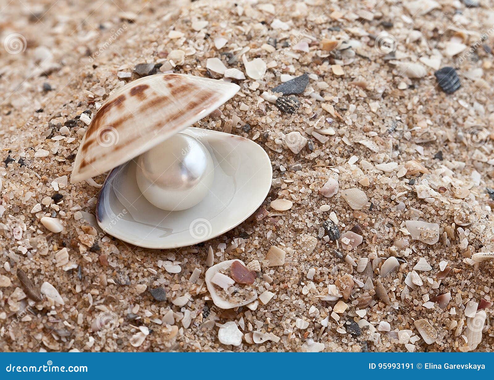 Sea Shell with a Pearl in the Sand Stock Image - Image of seashell ...