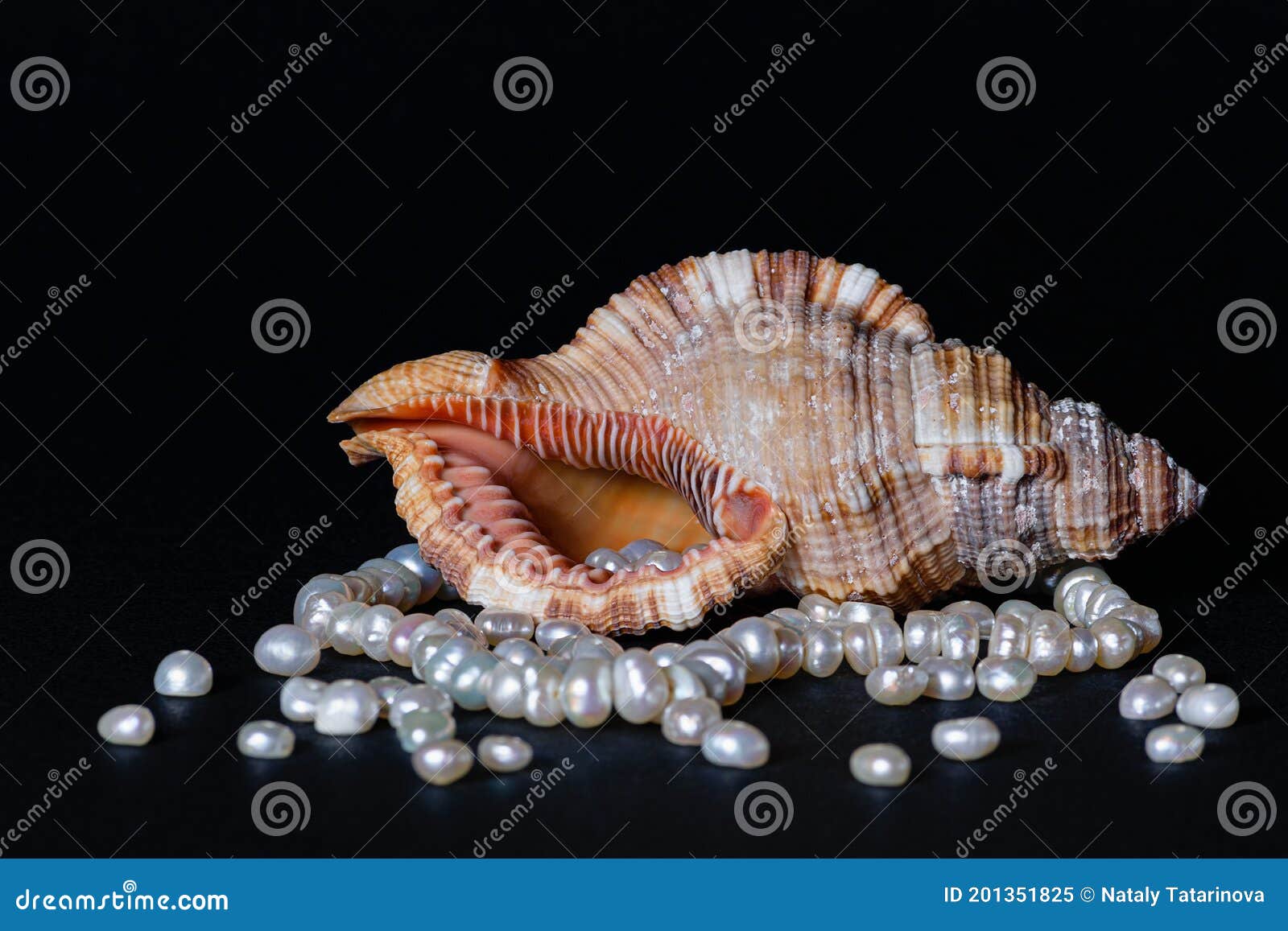 Sea shell with pearls stock image. Image of fish, insect - 201351825