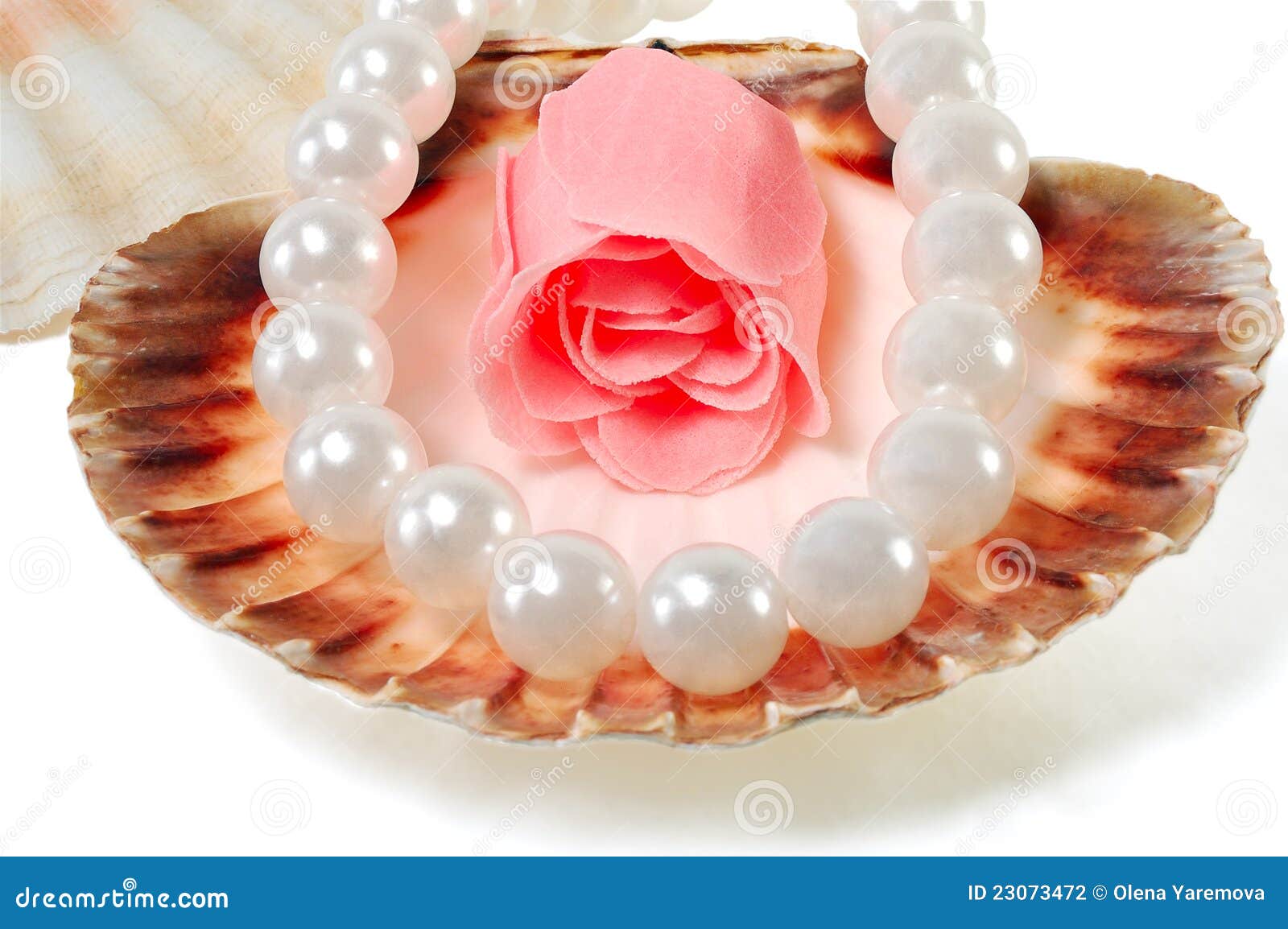 Sea Shell With Pearls And A Rose Stock Photo - Image of pearls ...