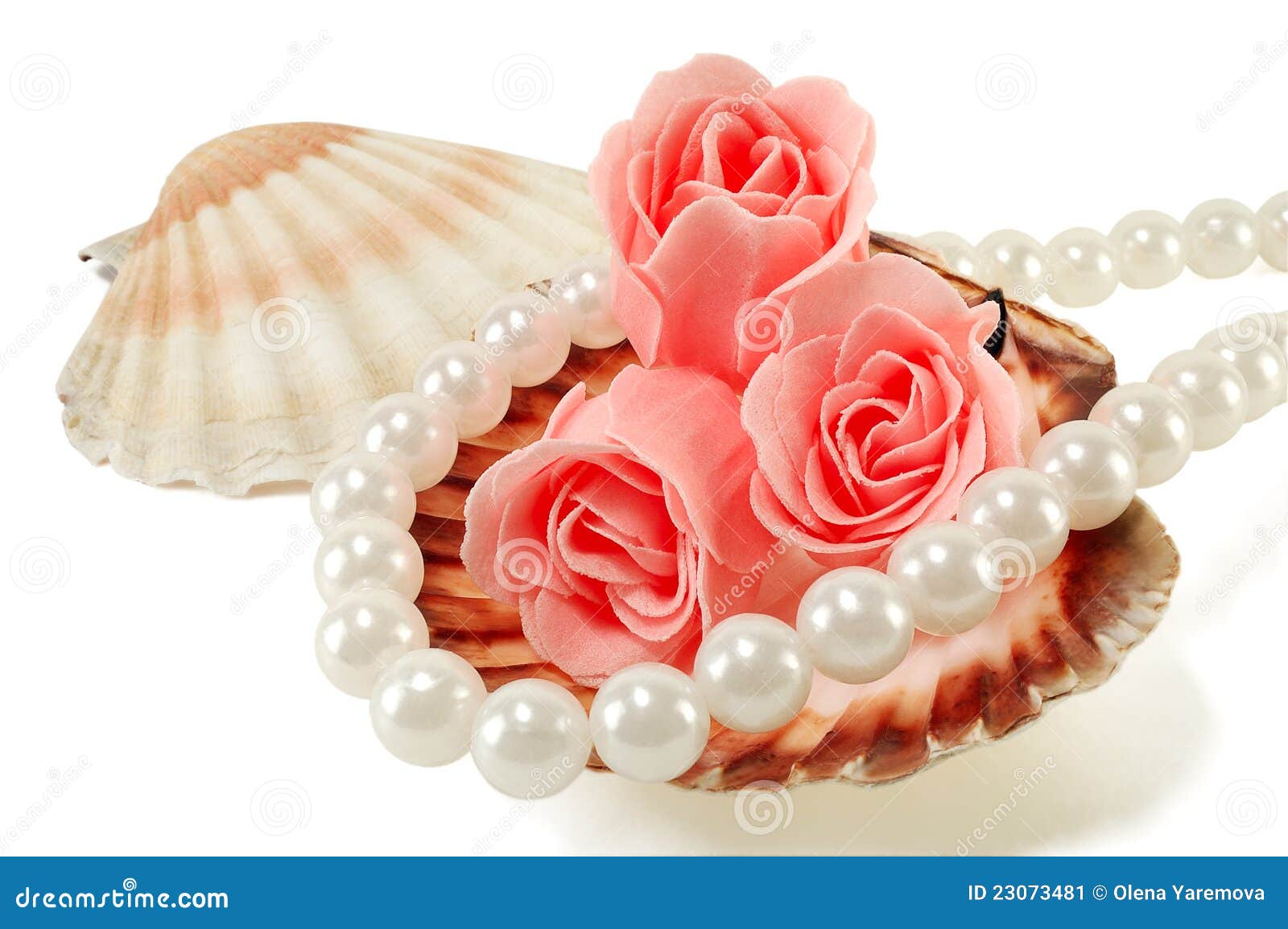 Sea Shell with Pearls and a Rose Stock Image - Image of detail, flowers ...