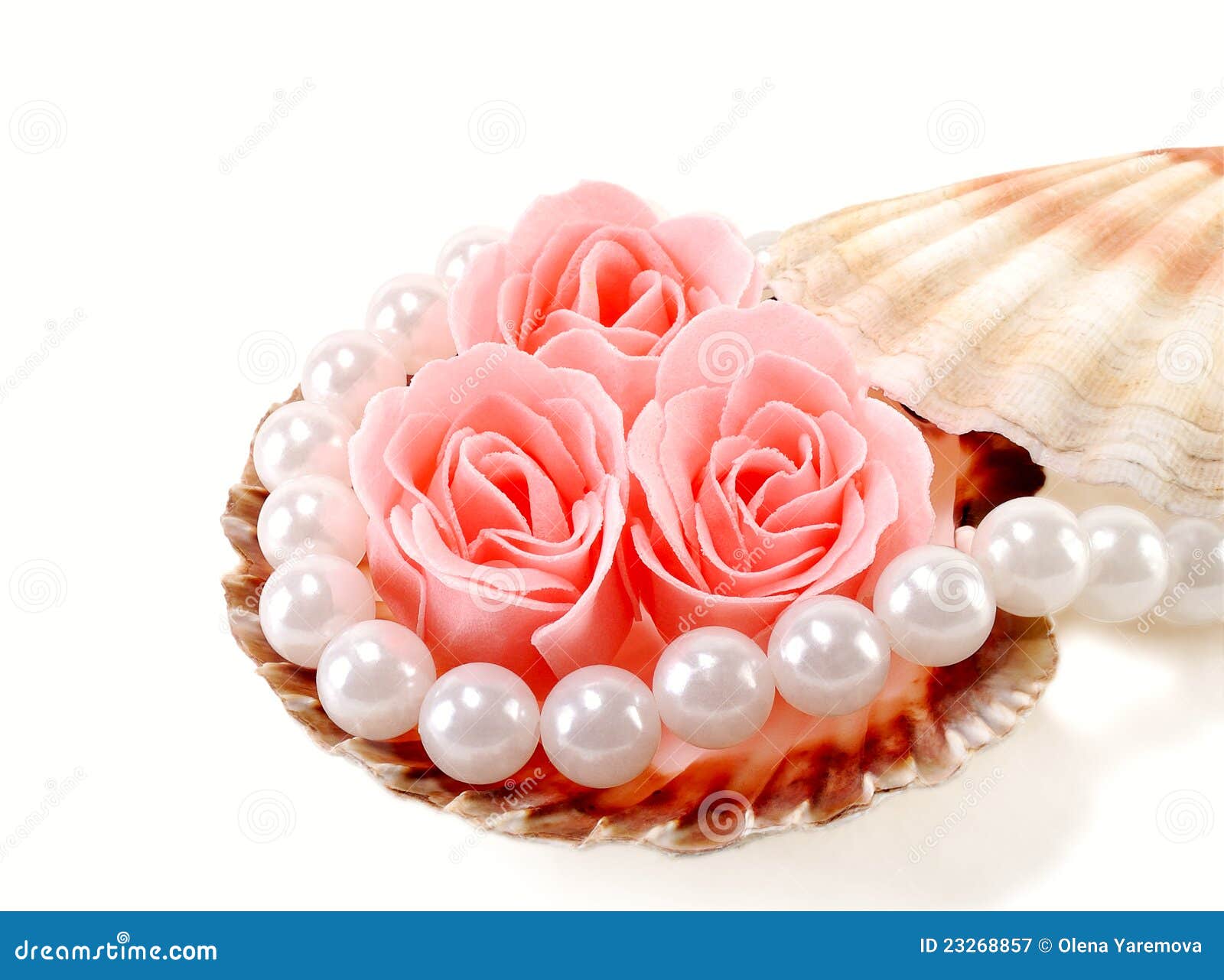 Sea Shell with Pearls and a Rose Stock Image - Image of valentine ...