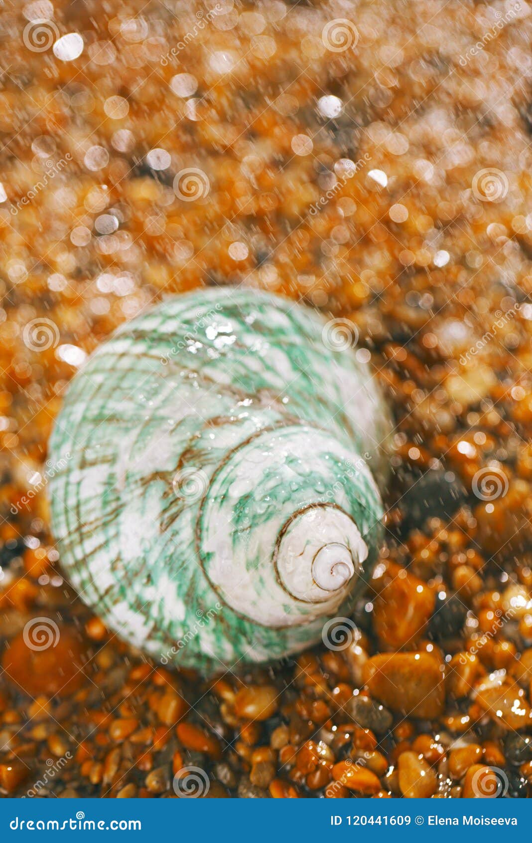 Sea Shell on Pebble Under Water Droplets Stock Image - Image of ...
