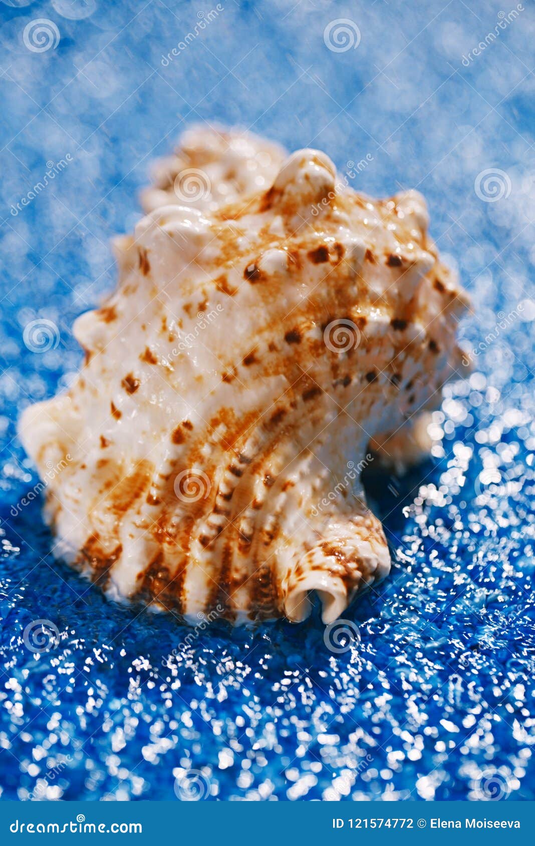 Sea Shell on Pebble Under Water Droplets ... Stock Photo - Image of ...