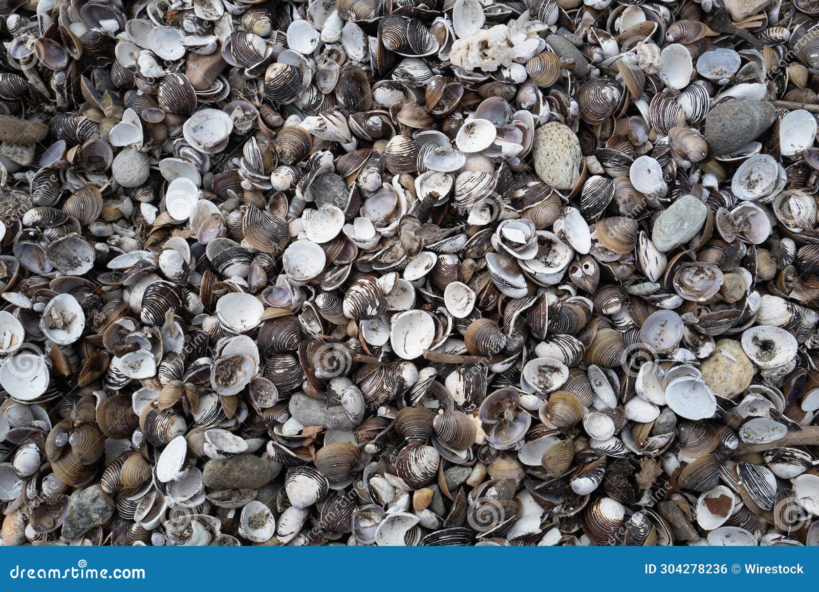 A Sea Shell Pile Filled with Shells and Some Shells on the Ground Stock ...