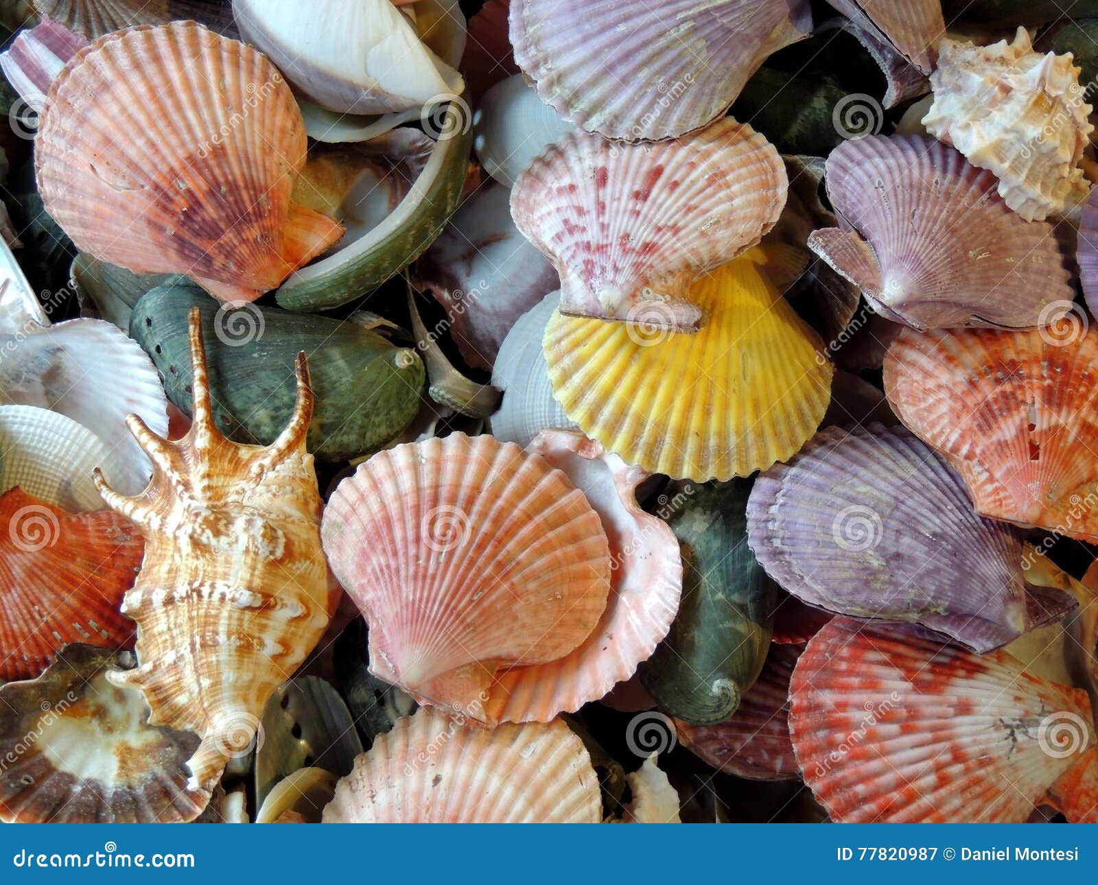Sea Shell pile stock image. Image of scallops, seashells - 77820987