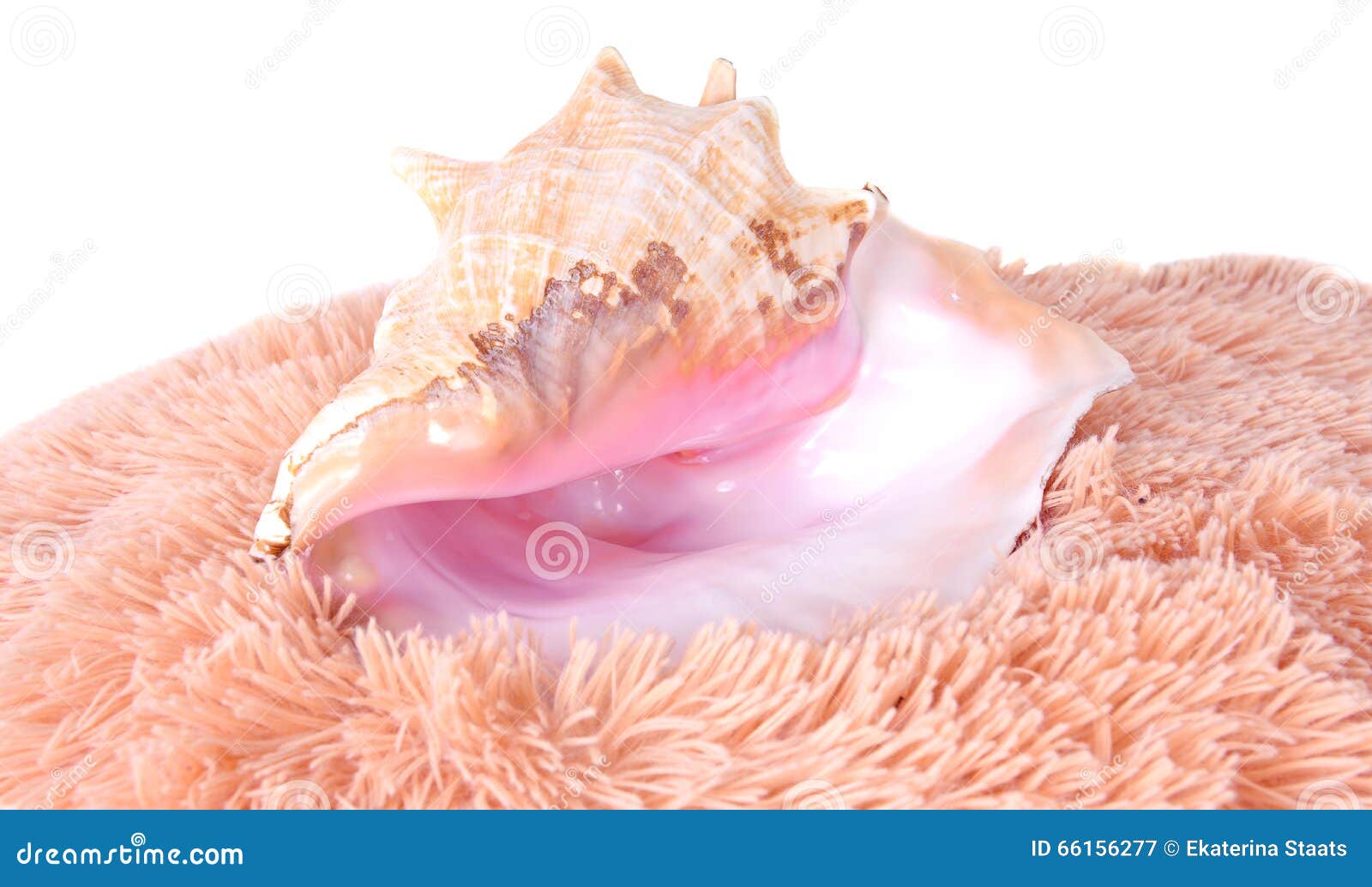 Sea shell on the pillow stock image. Image of seashell - 66156277