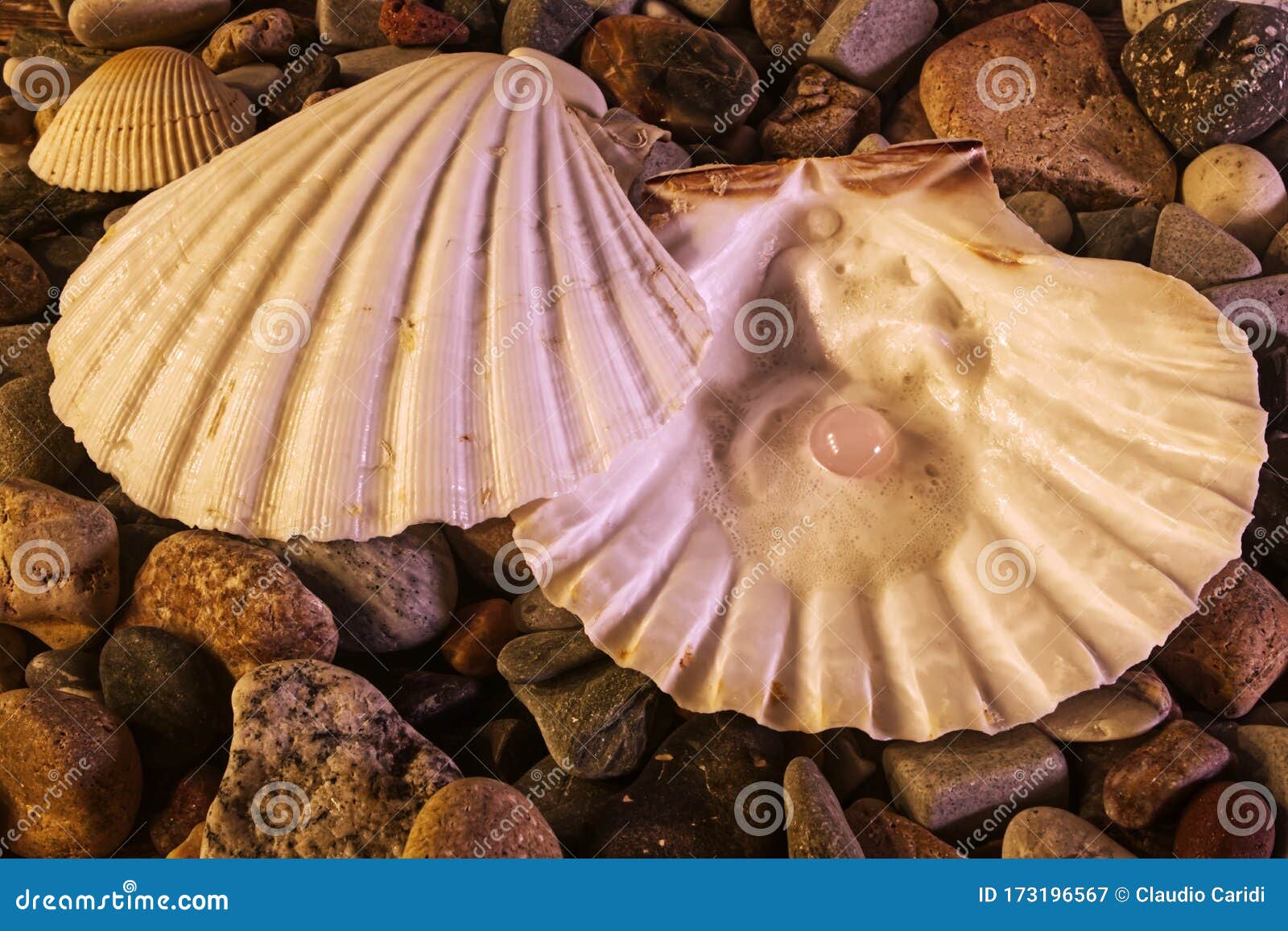 Sea Shell with a Pink Pearl Inside Stock Image - Image of expensive ...