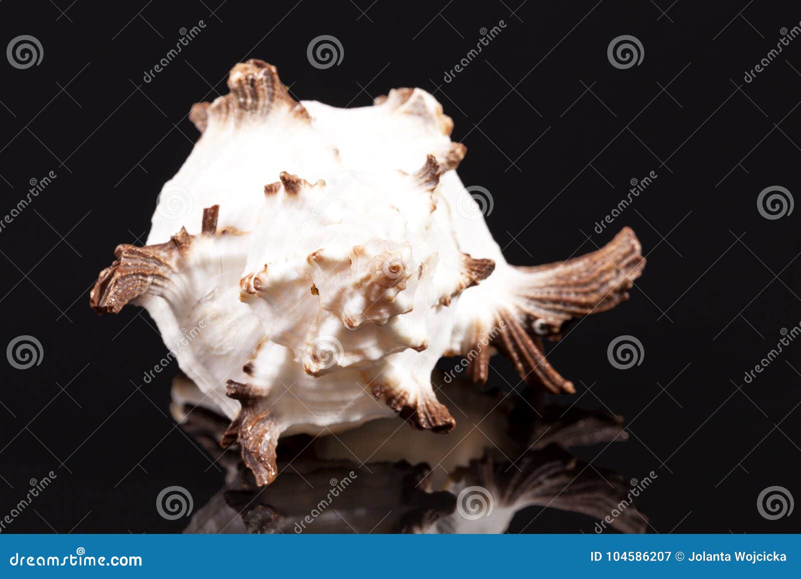 Sea Shell of Predatory Sea Snail Chicoreus Ramosus Isolated on Black ...
