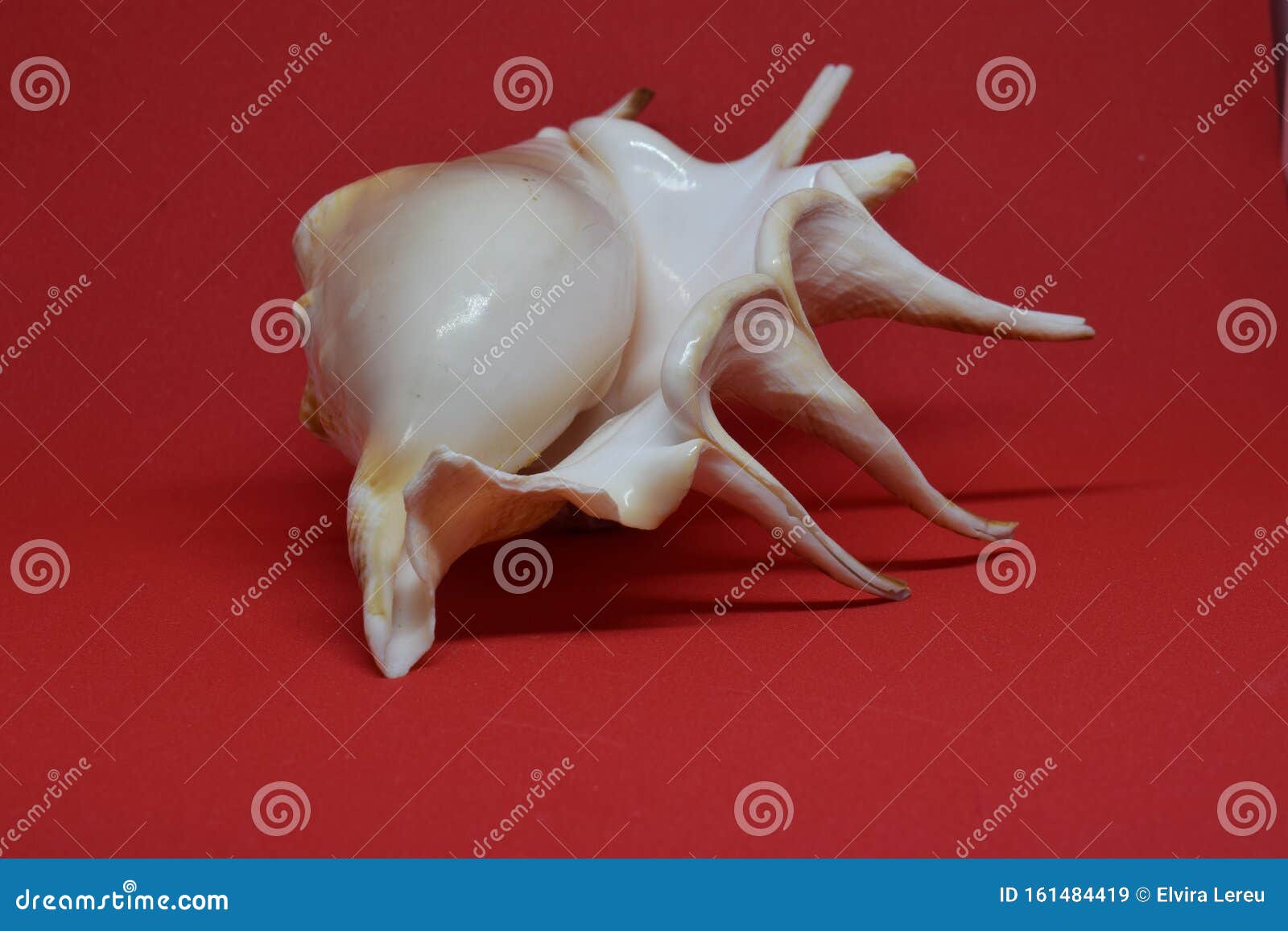 Sea Shell Profile View on Red Background Stock Image - Image of ...
