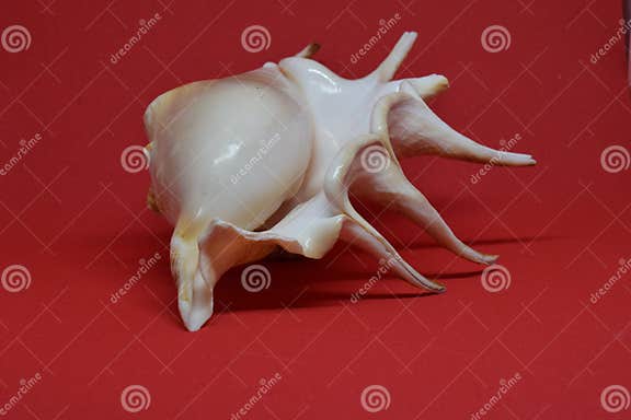 Sea Shell Profile View on Red Background Stock Image - Image of ...