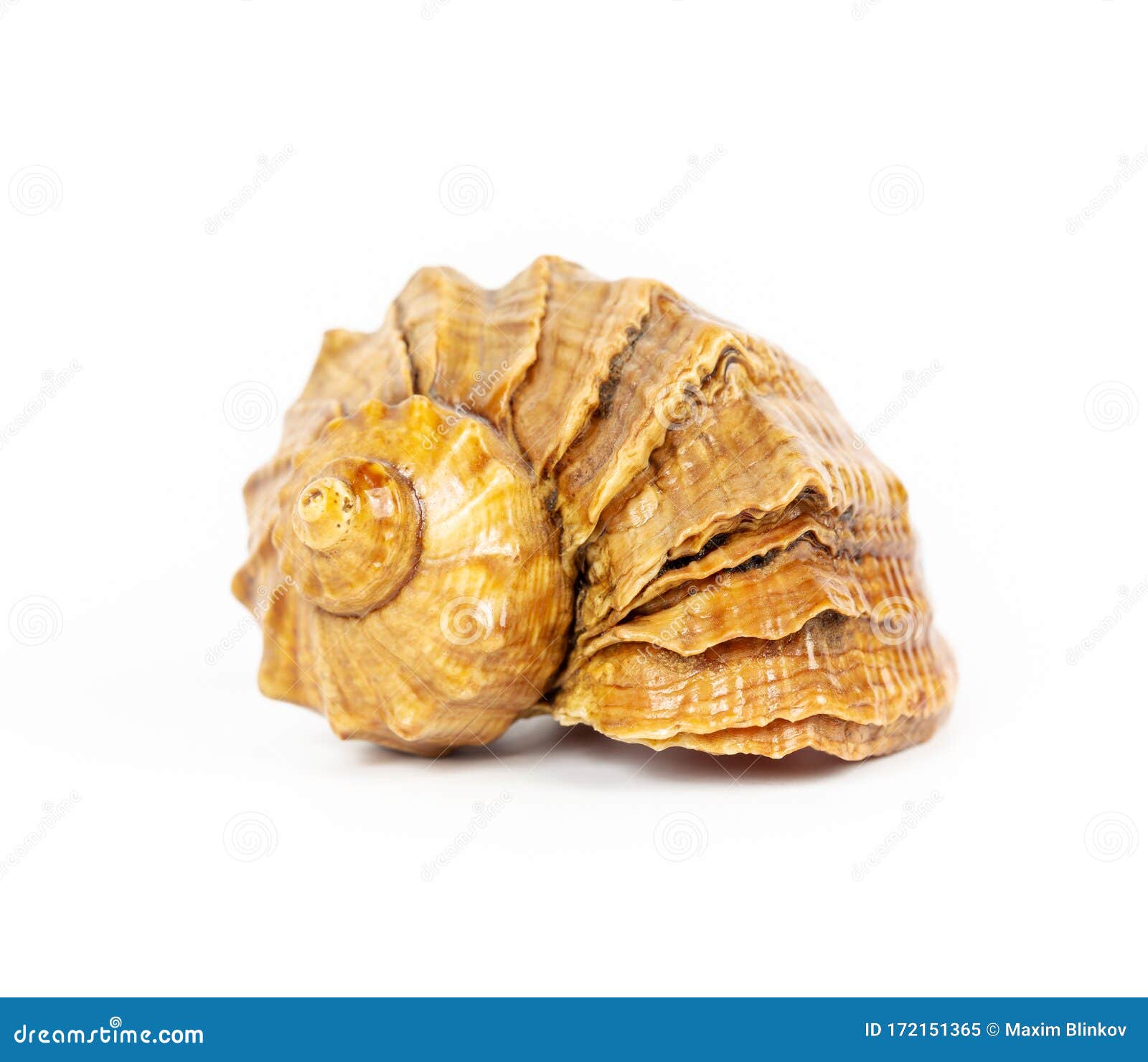 Sea shell rapana closeup stock image. Image of snail - 172151365