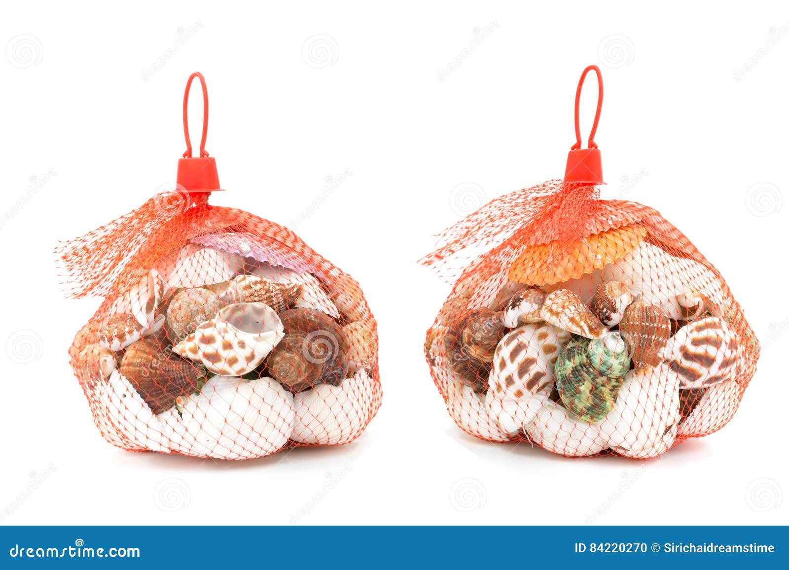 Sea shell in red net stock photo. Image of white, rope - 84220270